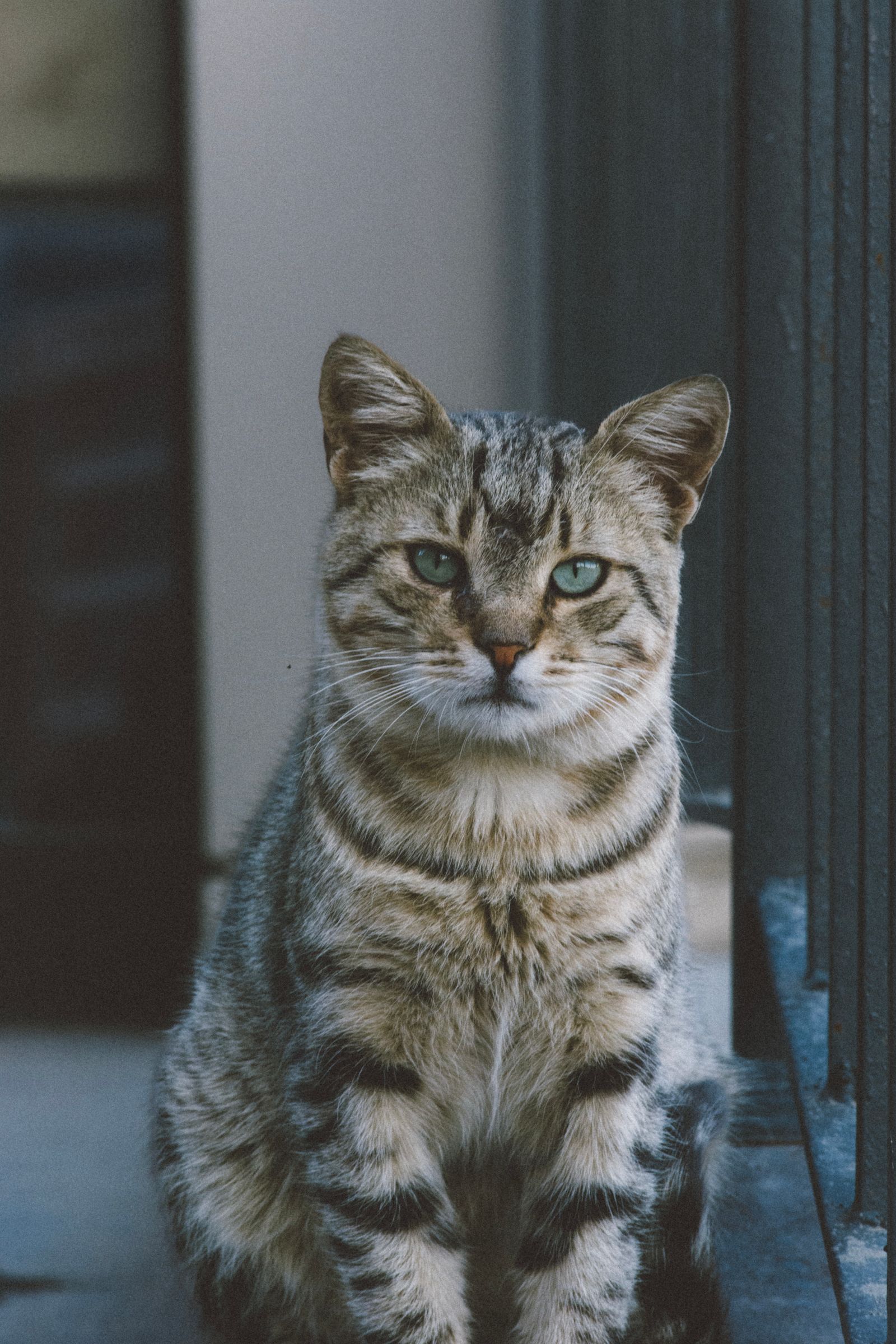 Cat Tear Photos, Download The BEST Free Cat Tear Stock Photos & HD Images