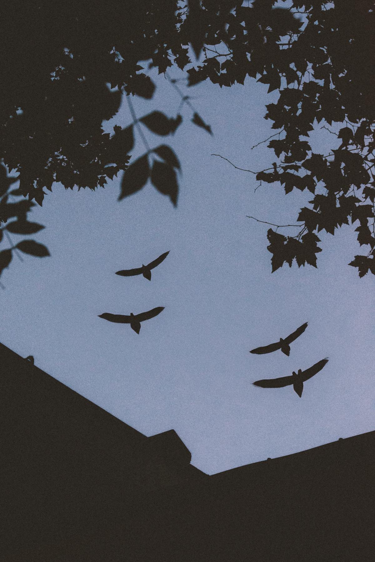 Night Birds Photos, Download The BEST Free Night Birds Stock Photos ...