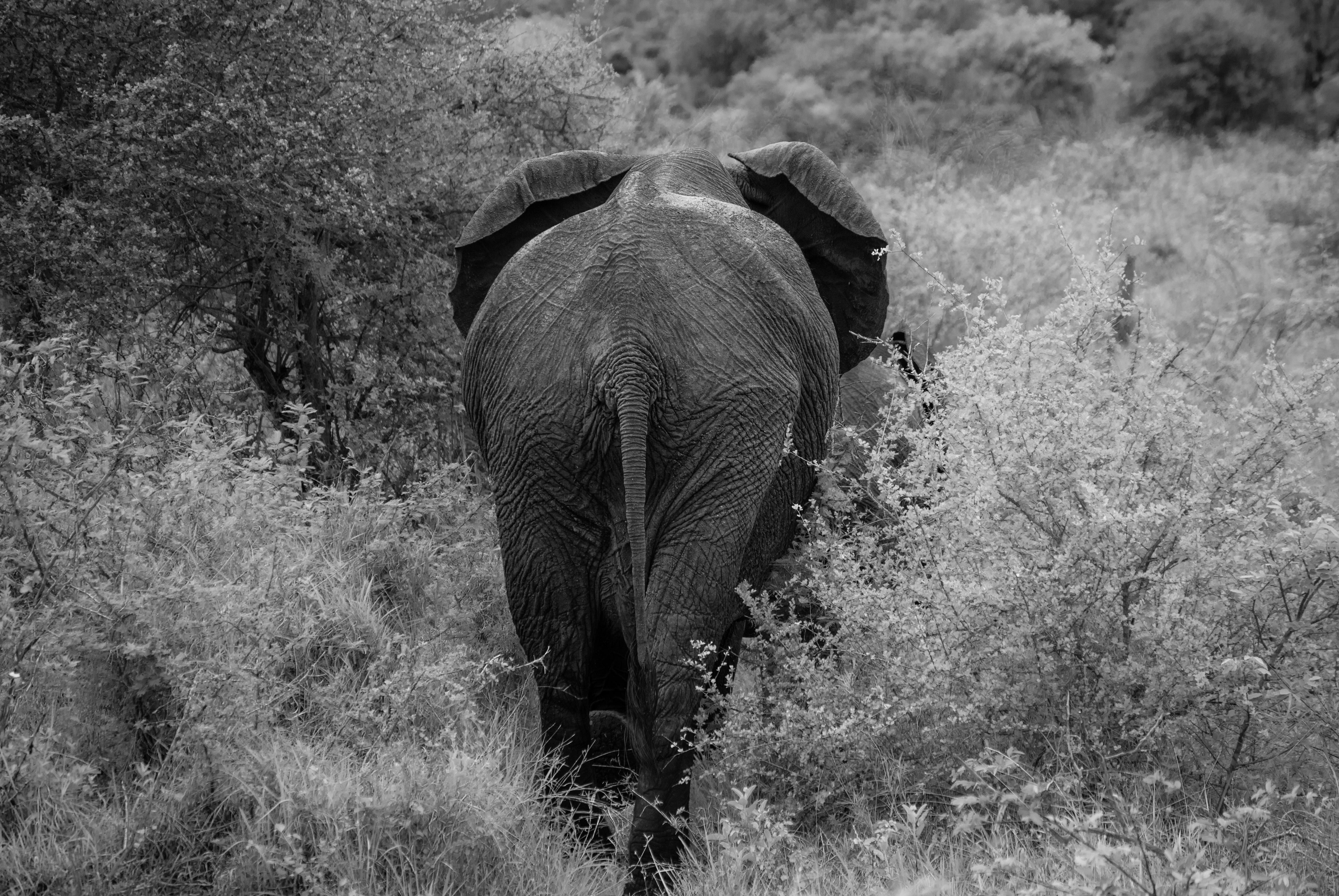 Grayscale Photography of Elephant · Free Stock Photo
