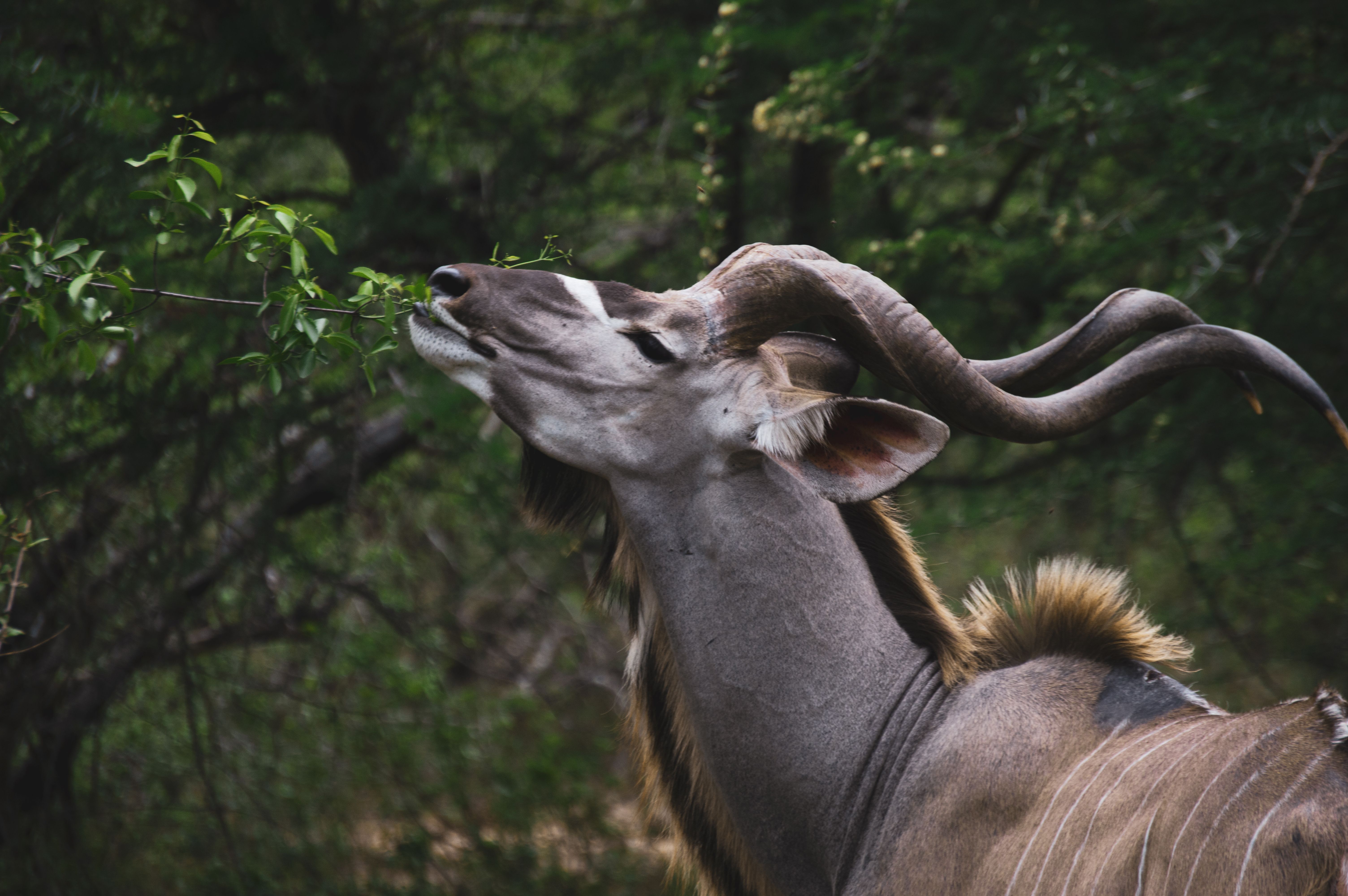 Antlers Photos, Download The BEST Free Antlers Stock Photos & HD Images