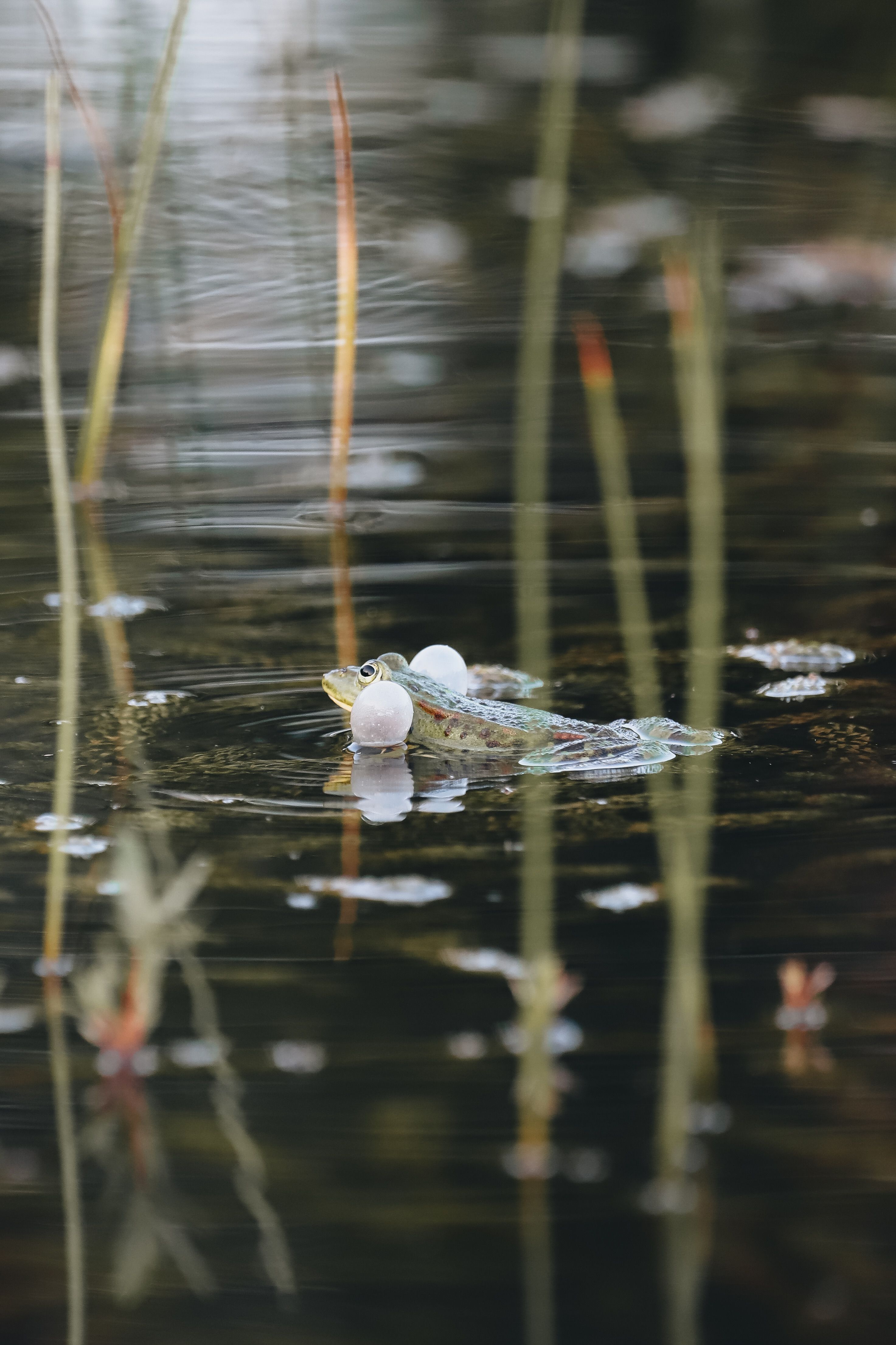 Frog Leaping Photos, Download The BEST Free Frog Leaping Stock Photos ...