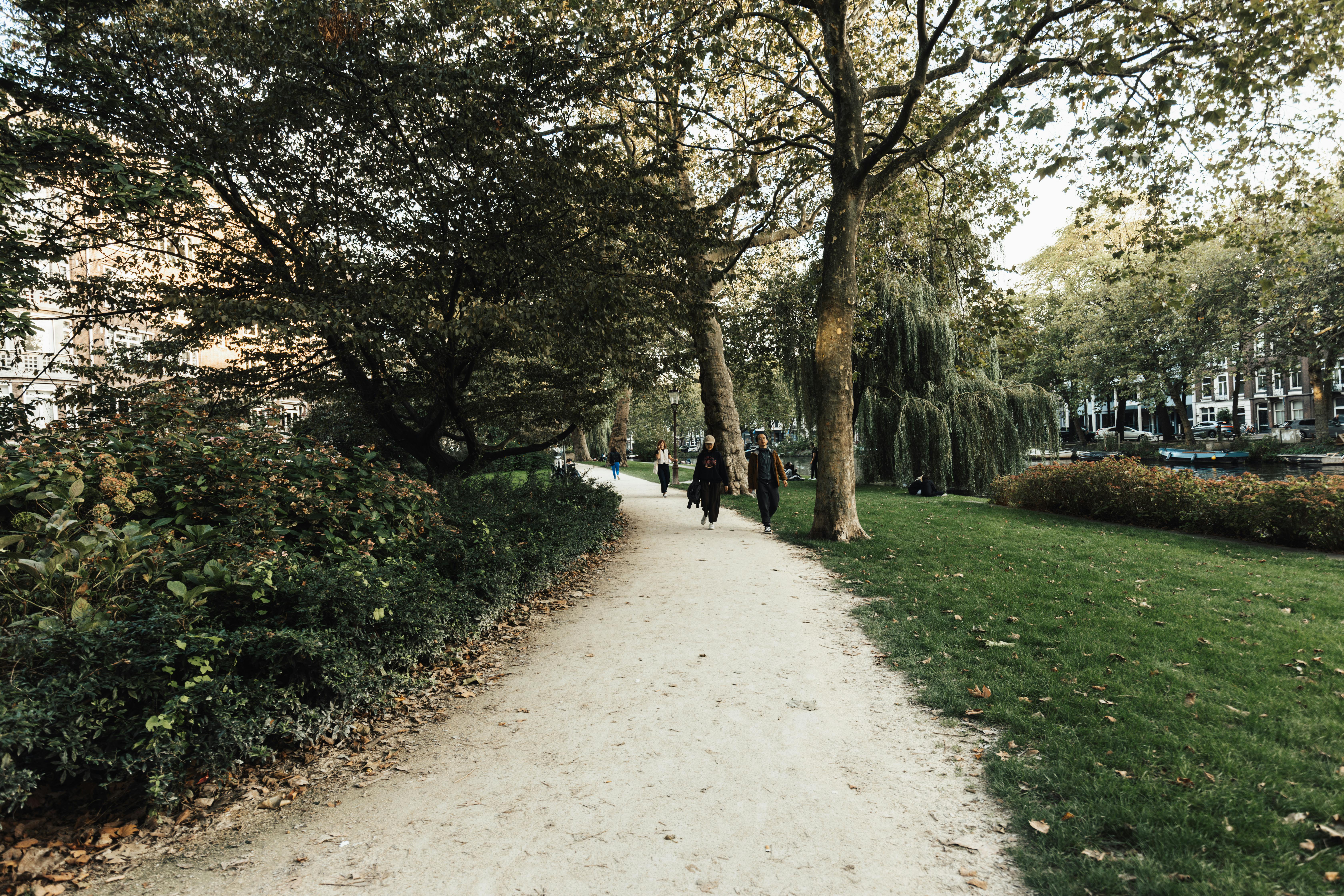 Person Walking Between Trees · Free Stock Photo