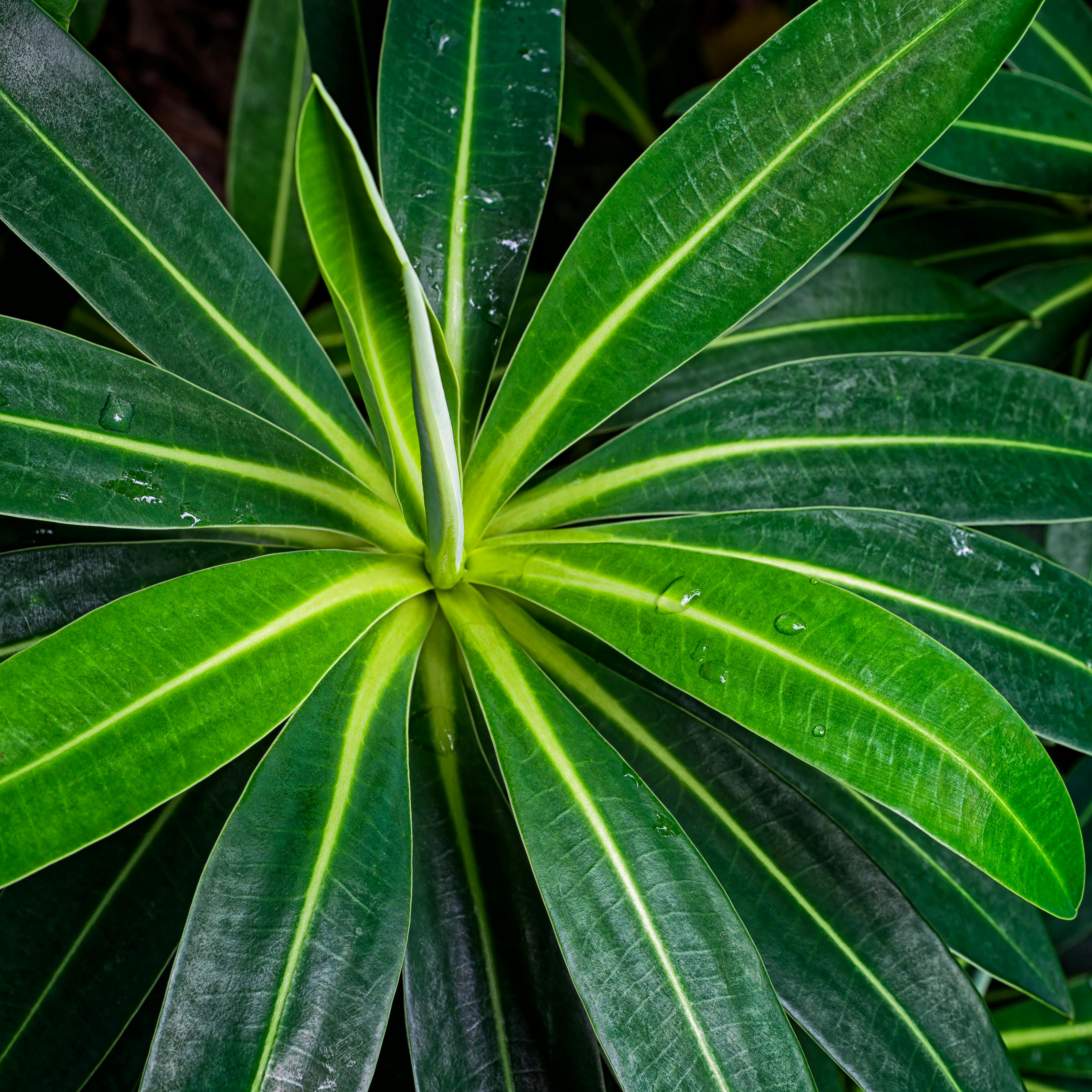 Shrub Texture Photos, Download The BEST Free Shrub Texture Stock Photos ...