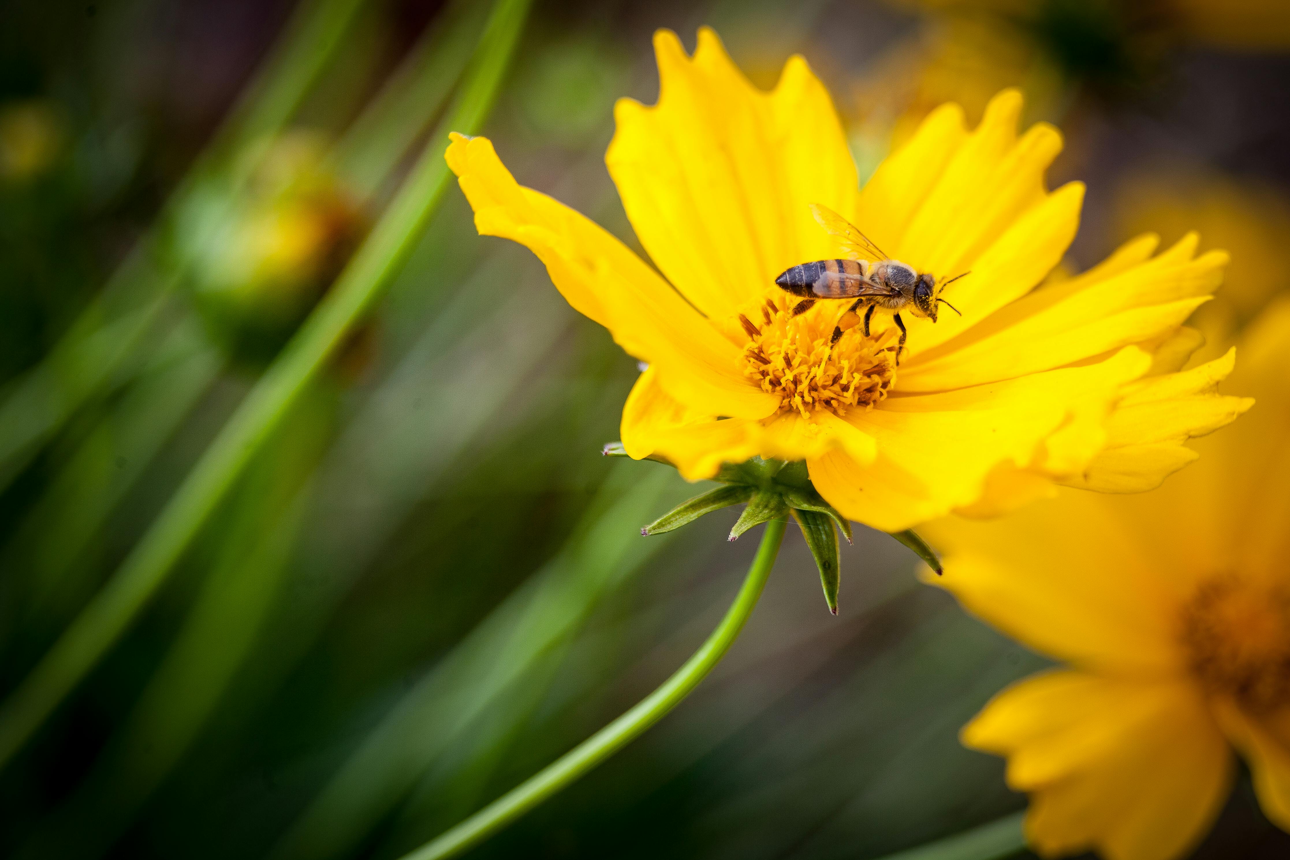 A bee is sitting on top of a purple flower · Free Stock Photo