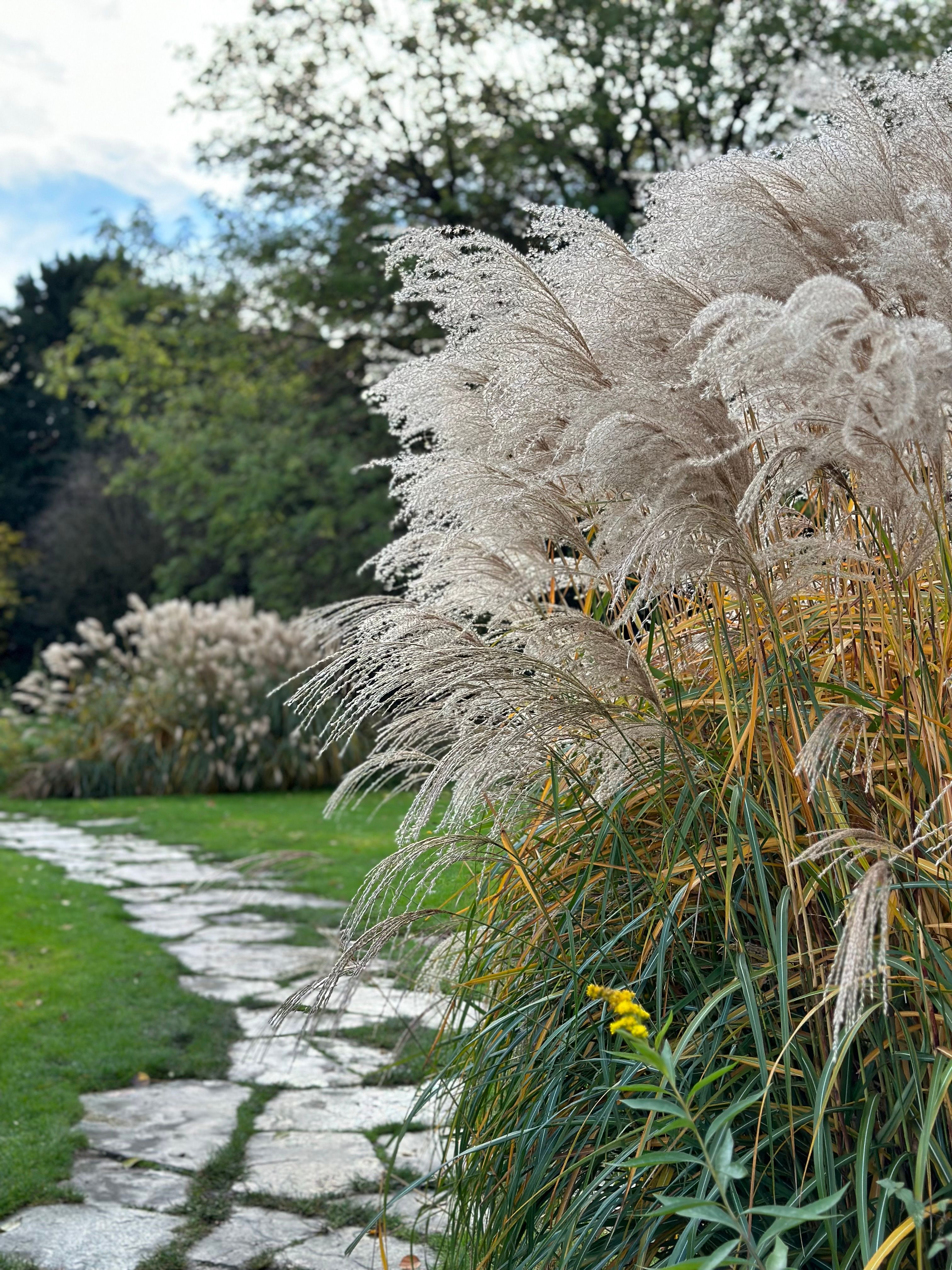 White Bushes by Stone Footpath · Free Stock Photo