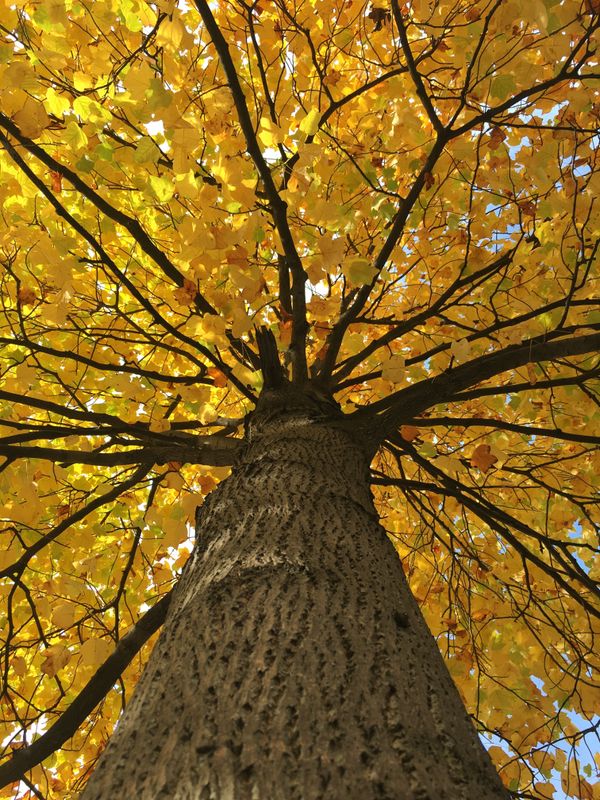 Tulip Poplar Tree Photos, Download The BEST Free Tulip Poplar Tree ...