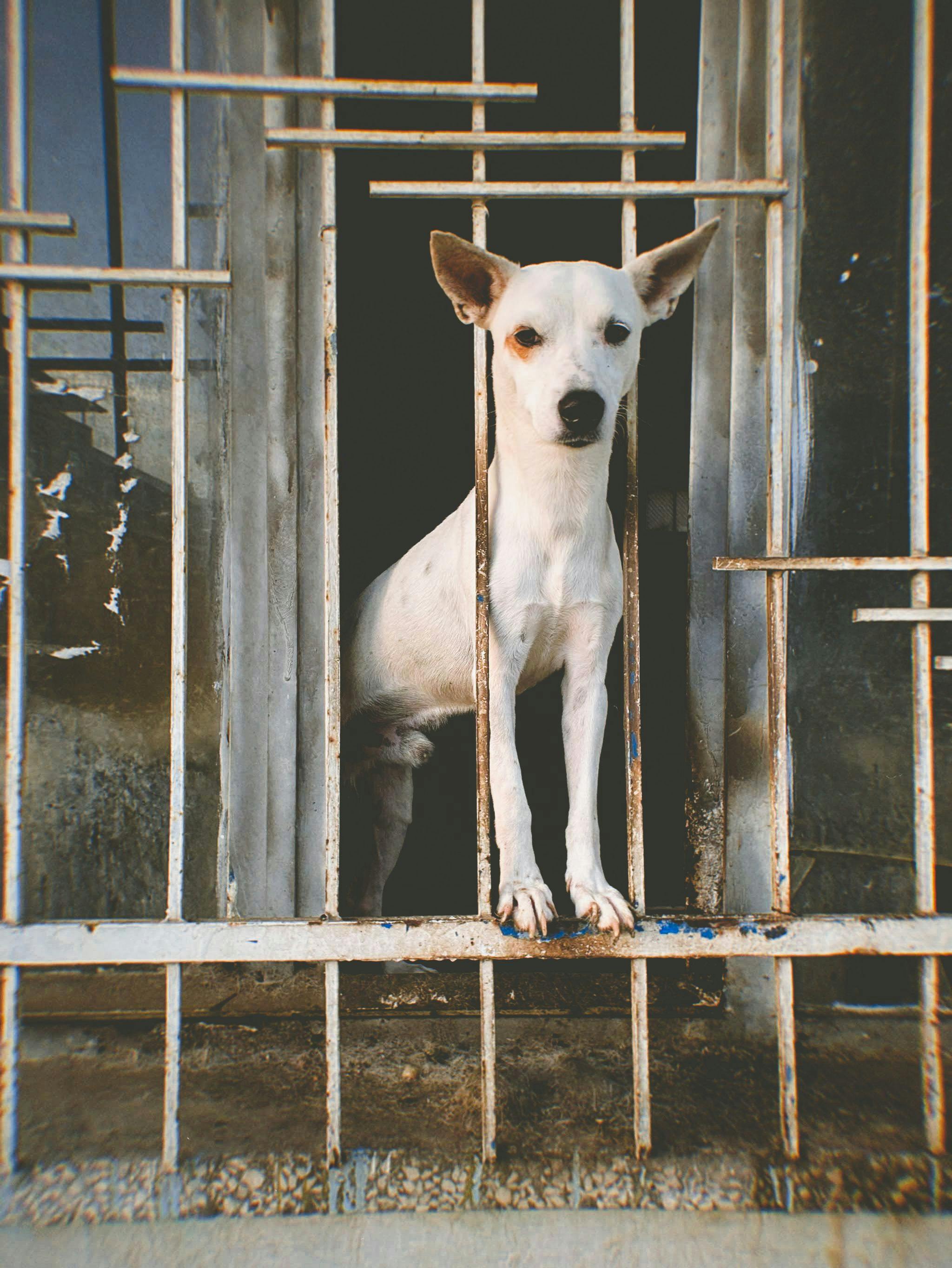 White Dog behind Bars · Free Stock Photo