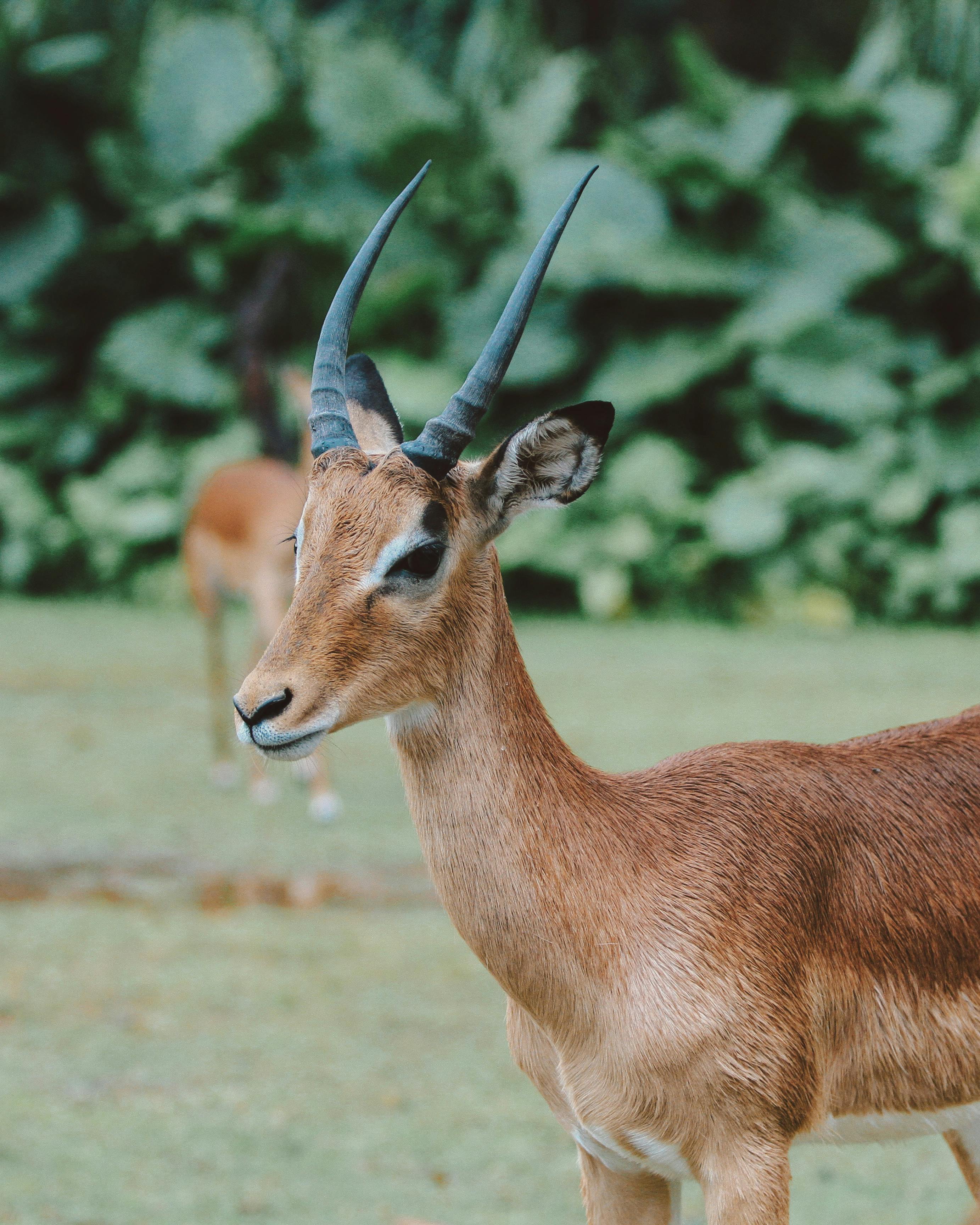 Antelope Standing in Grass · Free Stock Photo