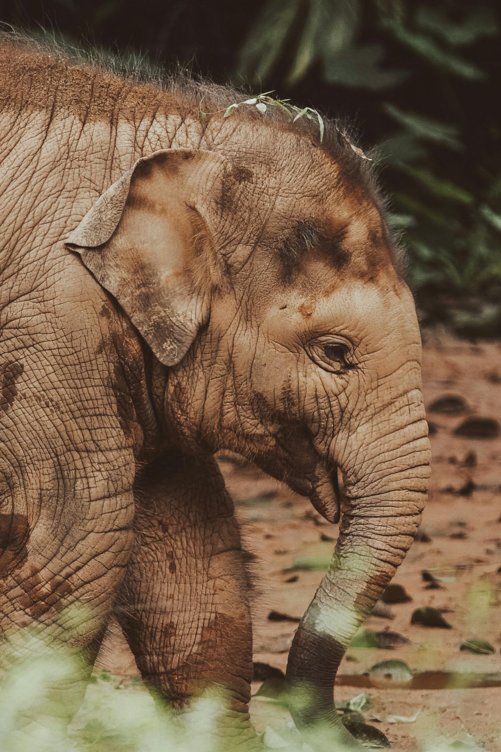 Photo of Baby Elephant Sleeping on the Ground · Free Stock Photo