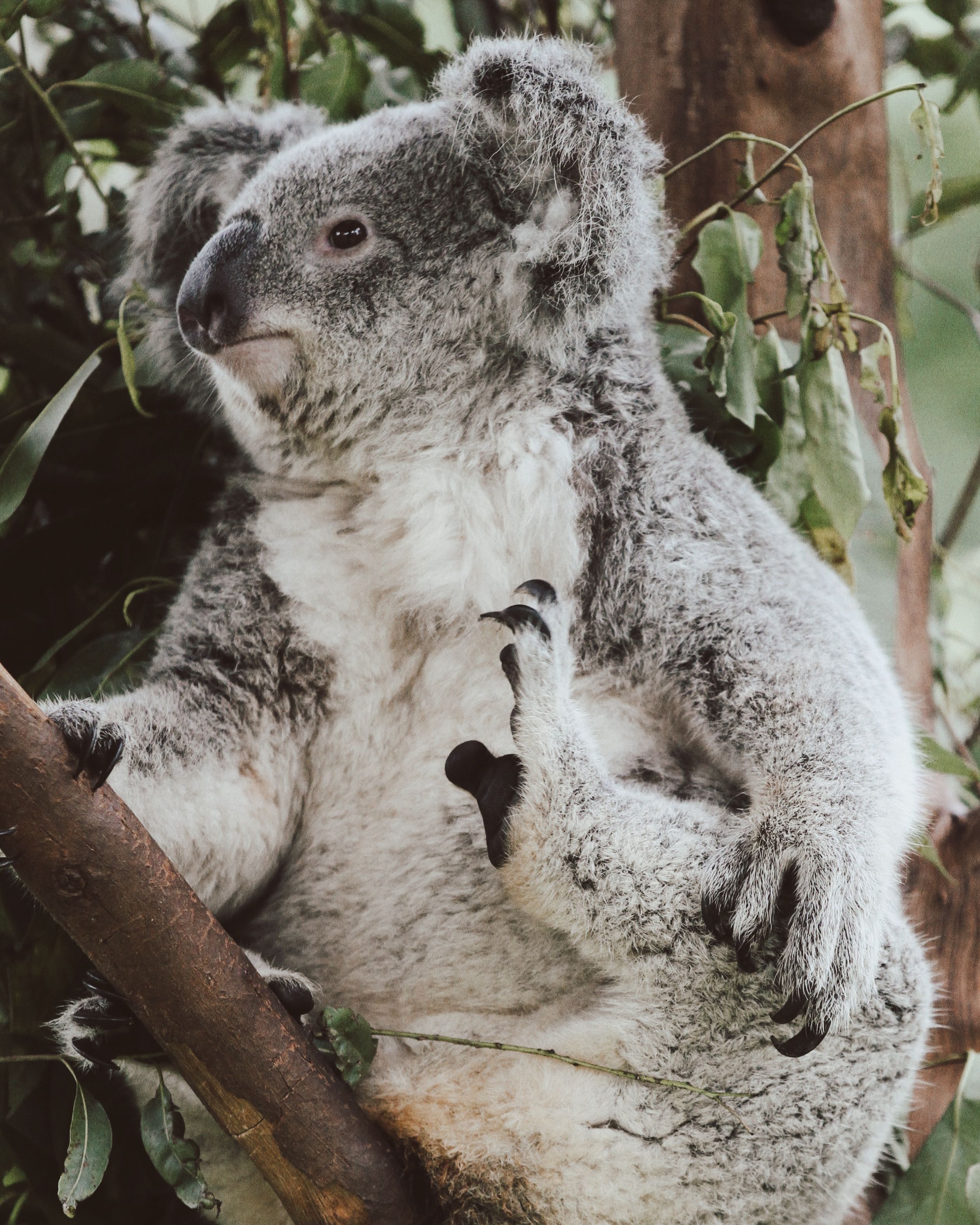 Gray Koala Bear Hugging Tree Branch · Free Stock Photo