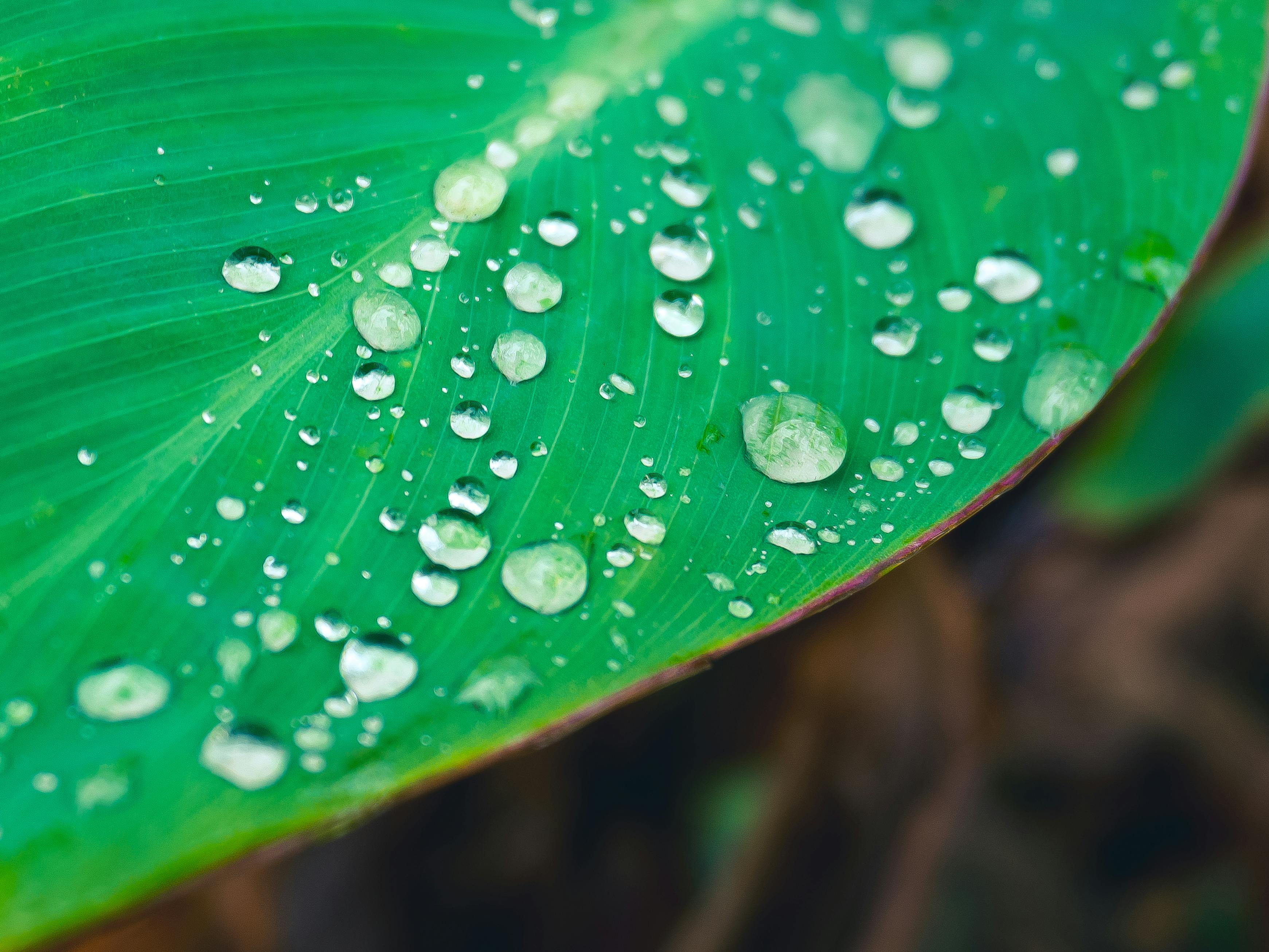 Money Garden Photos, Download The BEST Free Money Garden Stock Photos ...