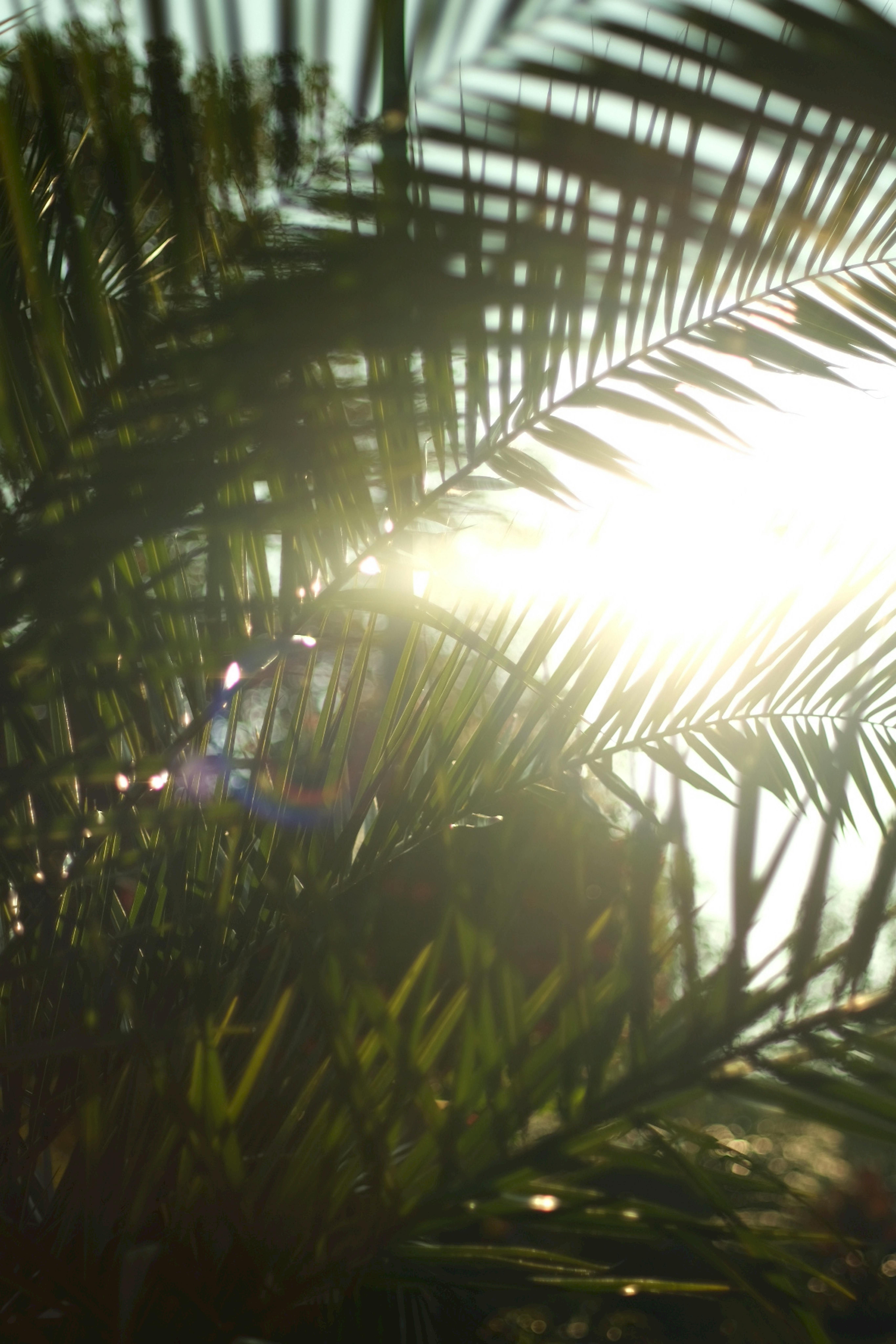 A palm tree with the sun shining through it · Free Stock Photo