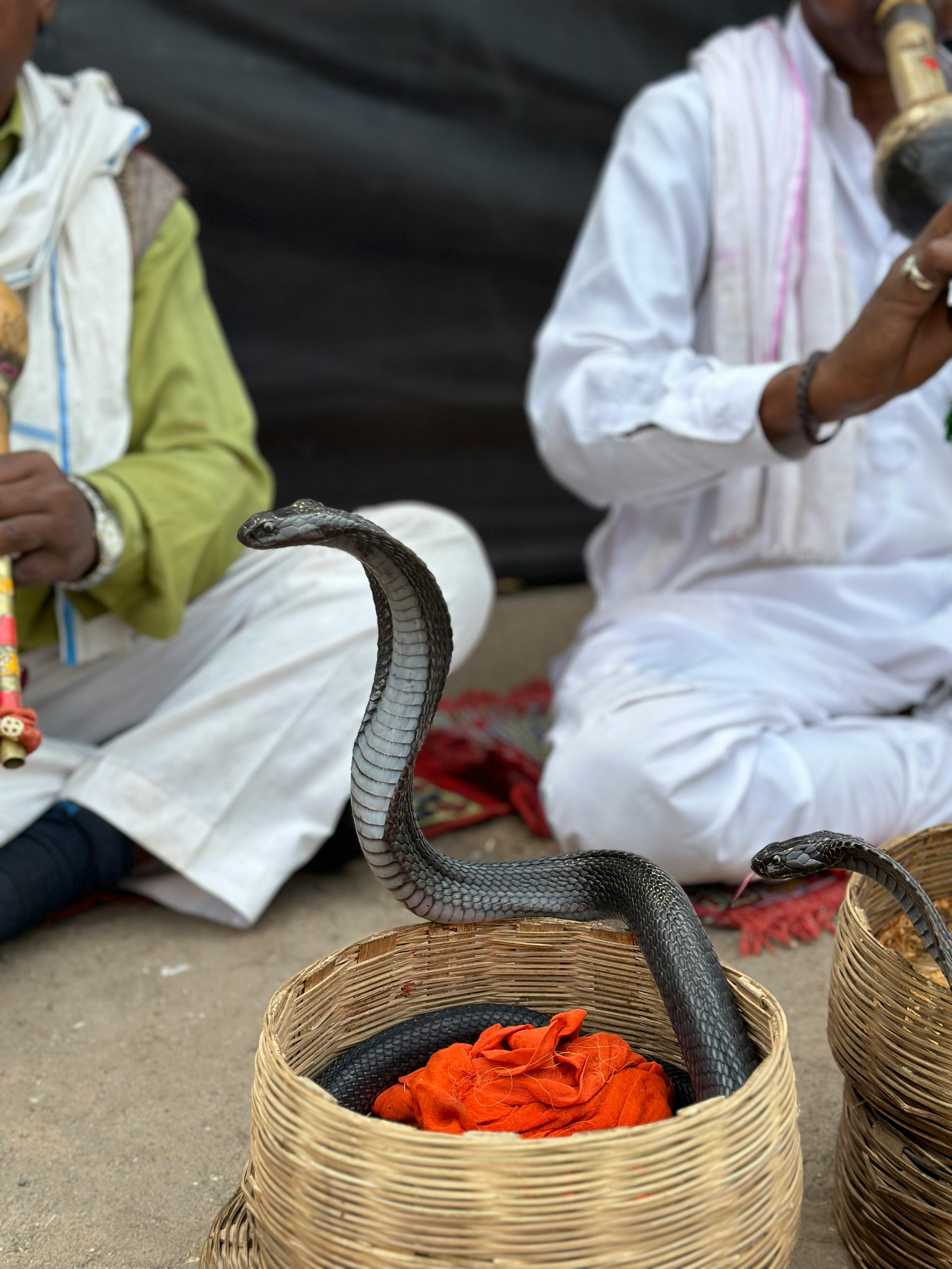 Cobra in Basket and Charmers Sitting behind · Free Stock Photo