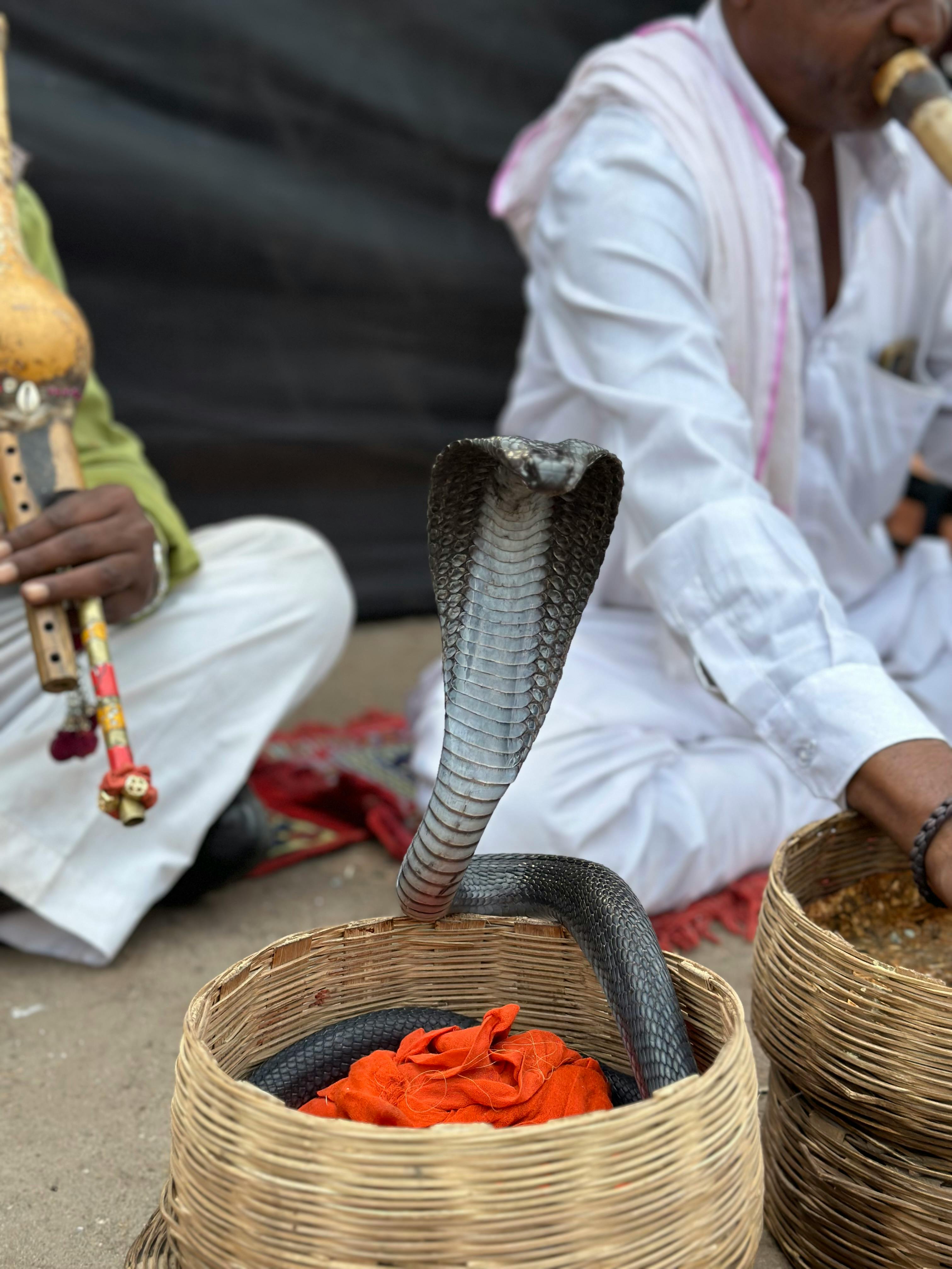 Cobra in a Basket on a Street · Free Stock Photo