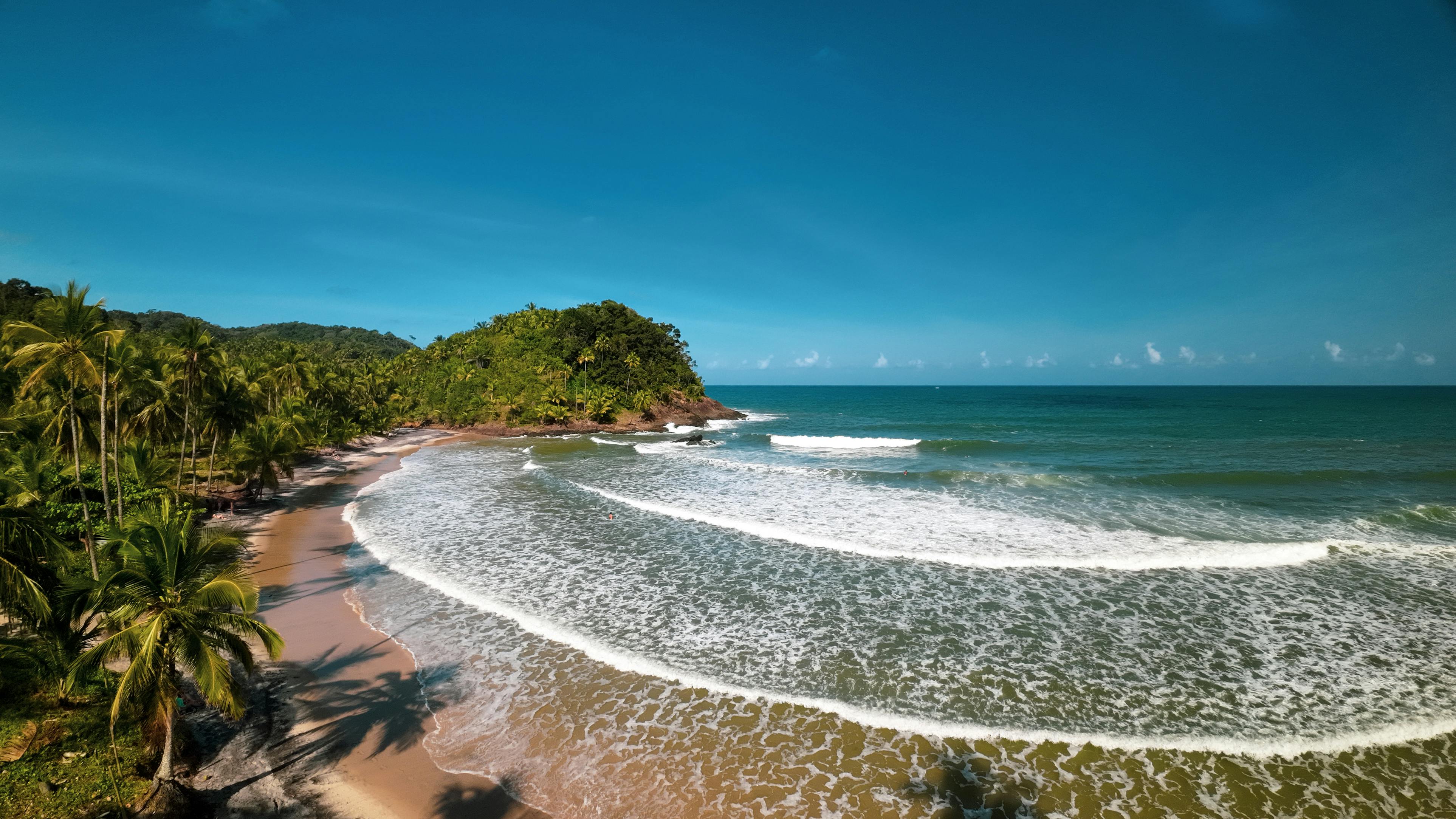 Palms on a Tropical Beach · Free Stock Photo