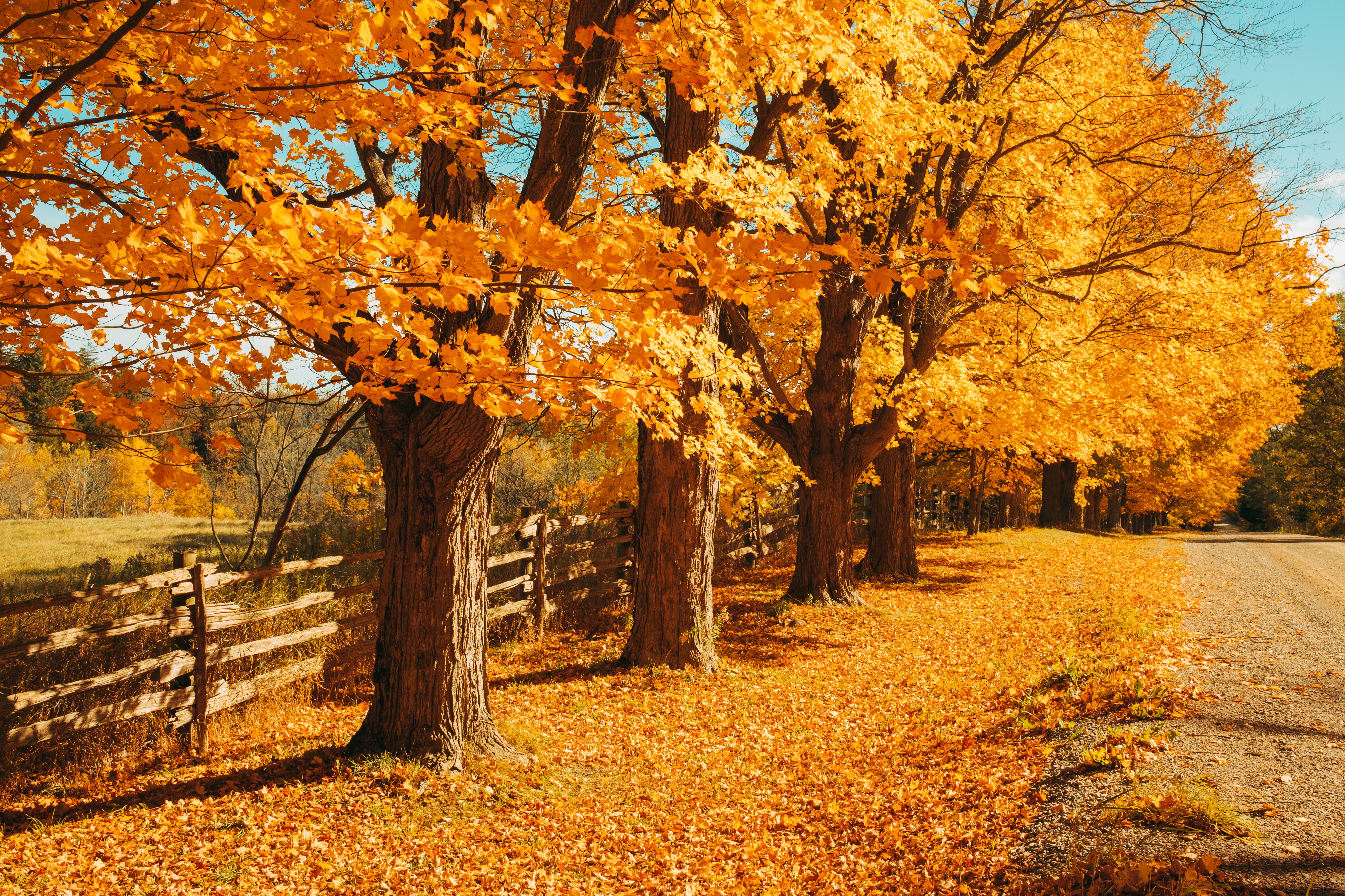 Trees by Wooden Fence in Autumn · Free Stock Photo
