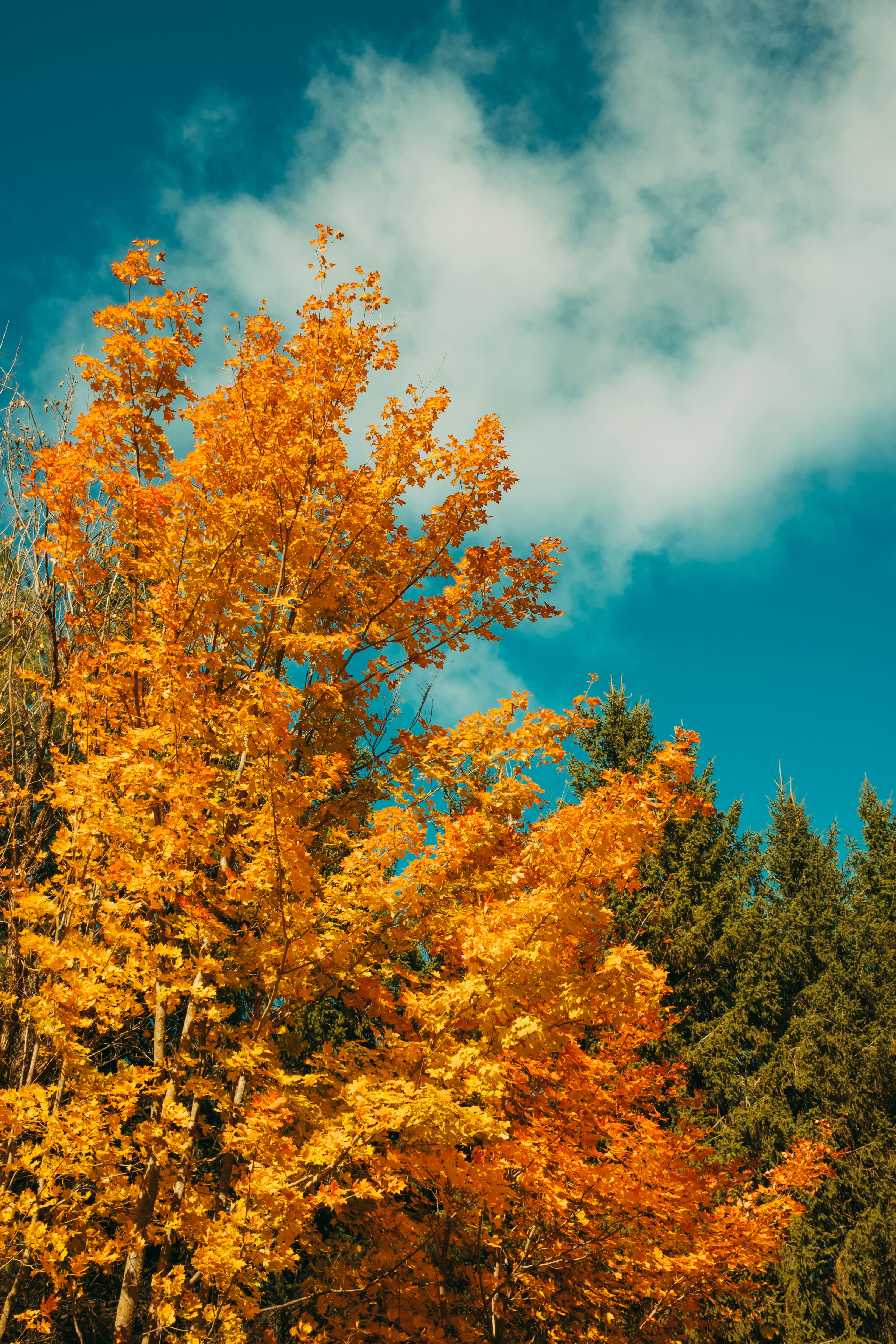 Landscape Field and Trees · Free Stock Photo