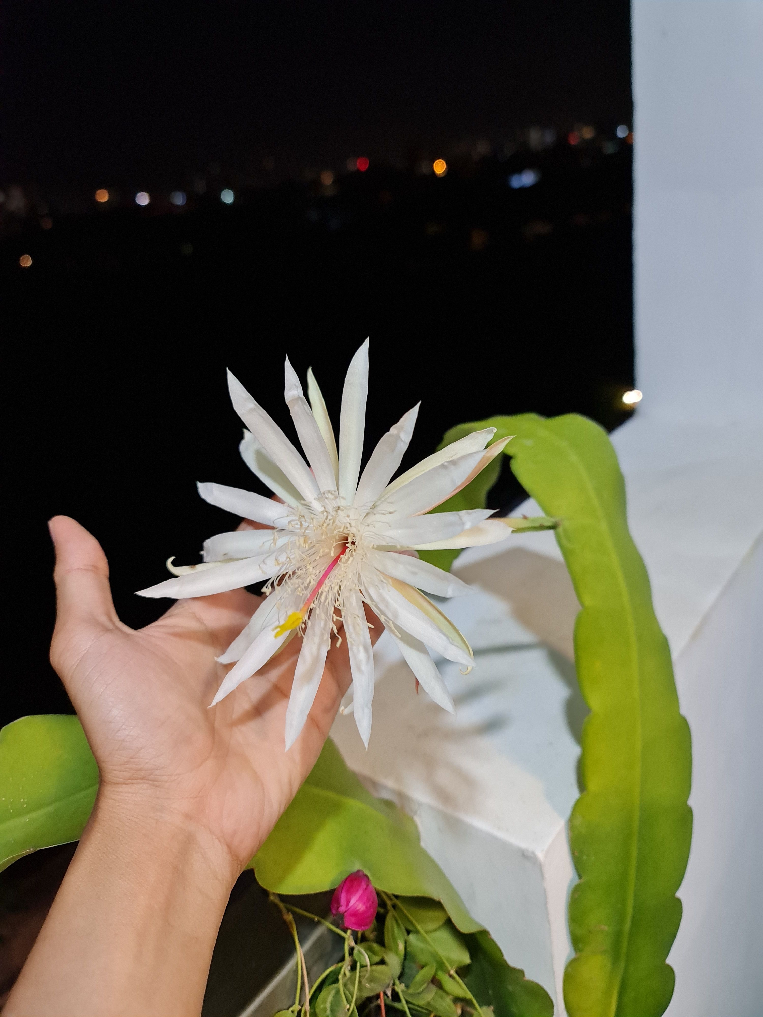 Foto profissional gratuita de ao ar livre, arranjo de flores, balcão ...