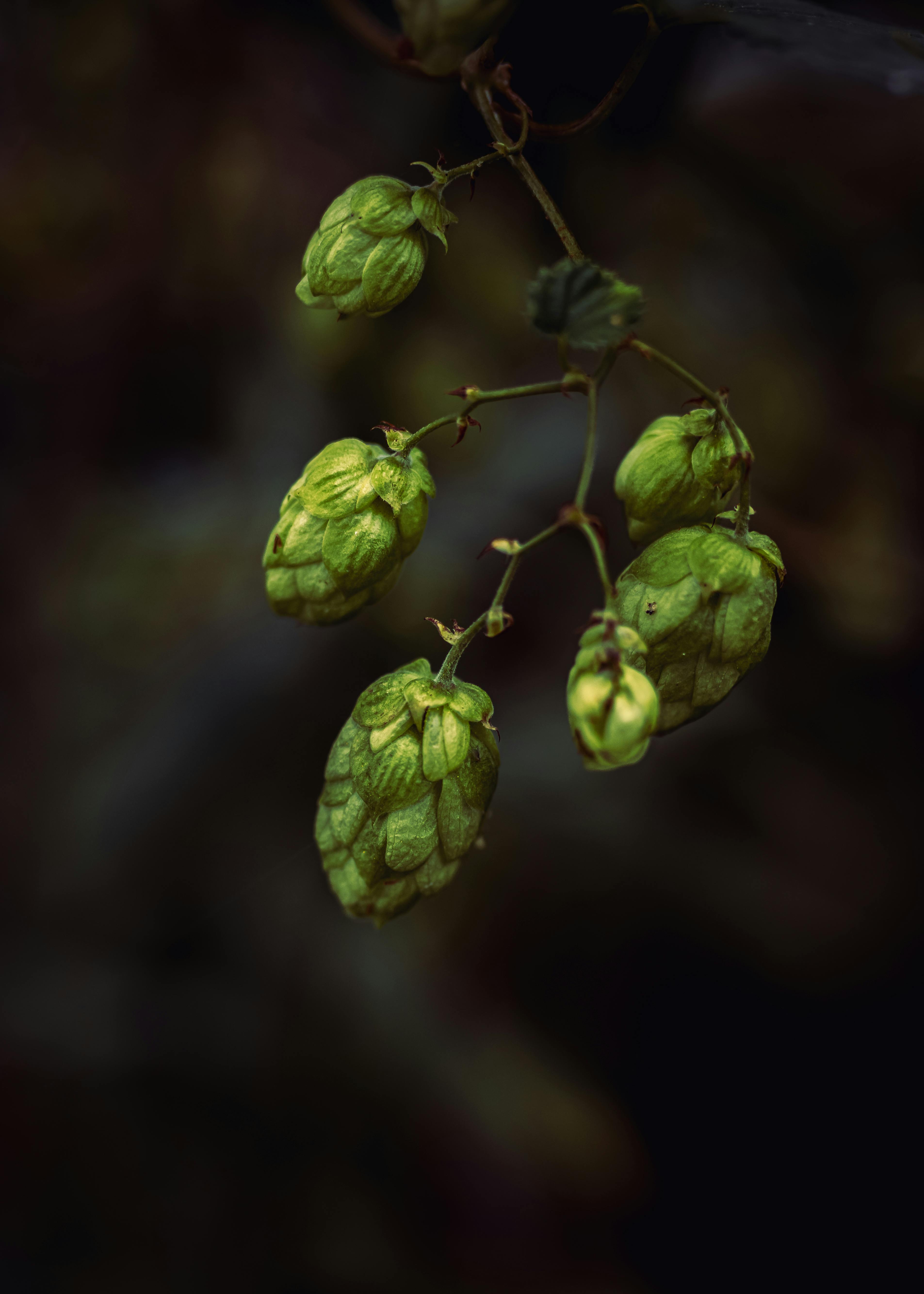 Hop Photos, Download The BEST Free Hop Stock Photos & HD Images