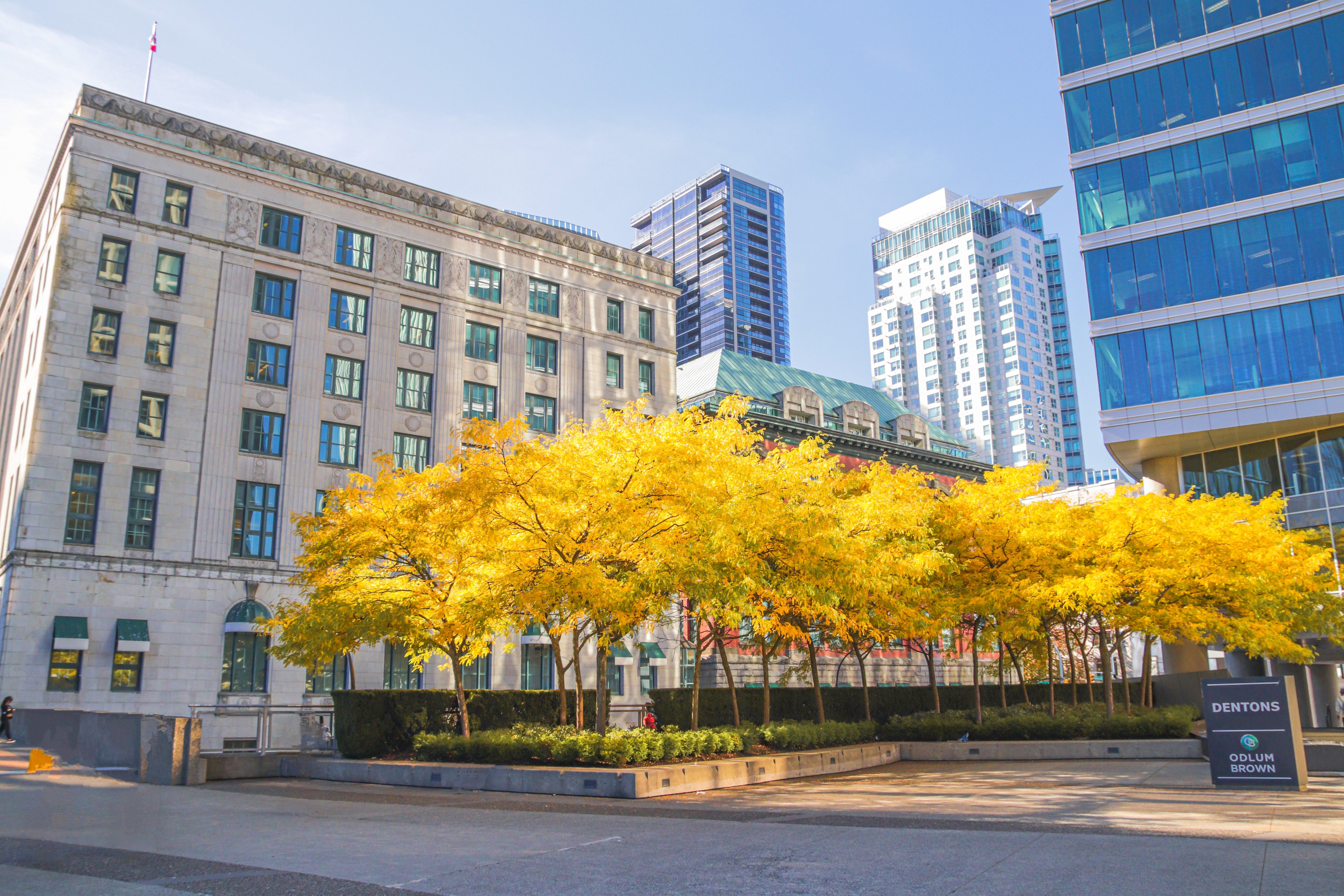 Yellow Trees in the Sunlight in a City Square · Free Stock Photo