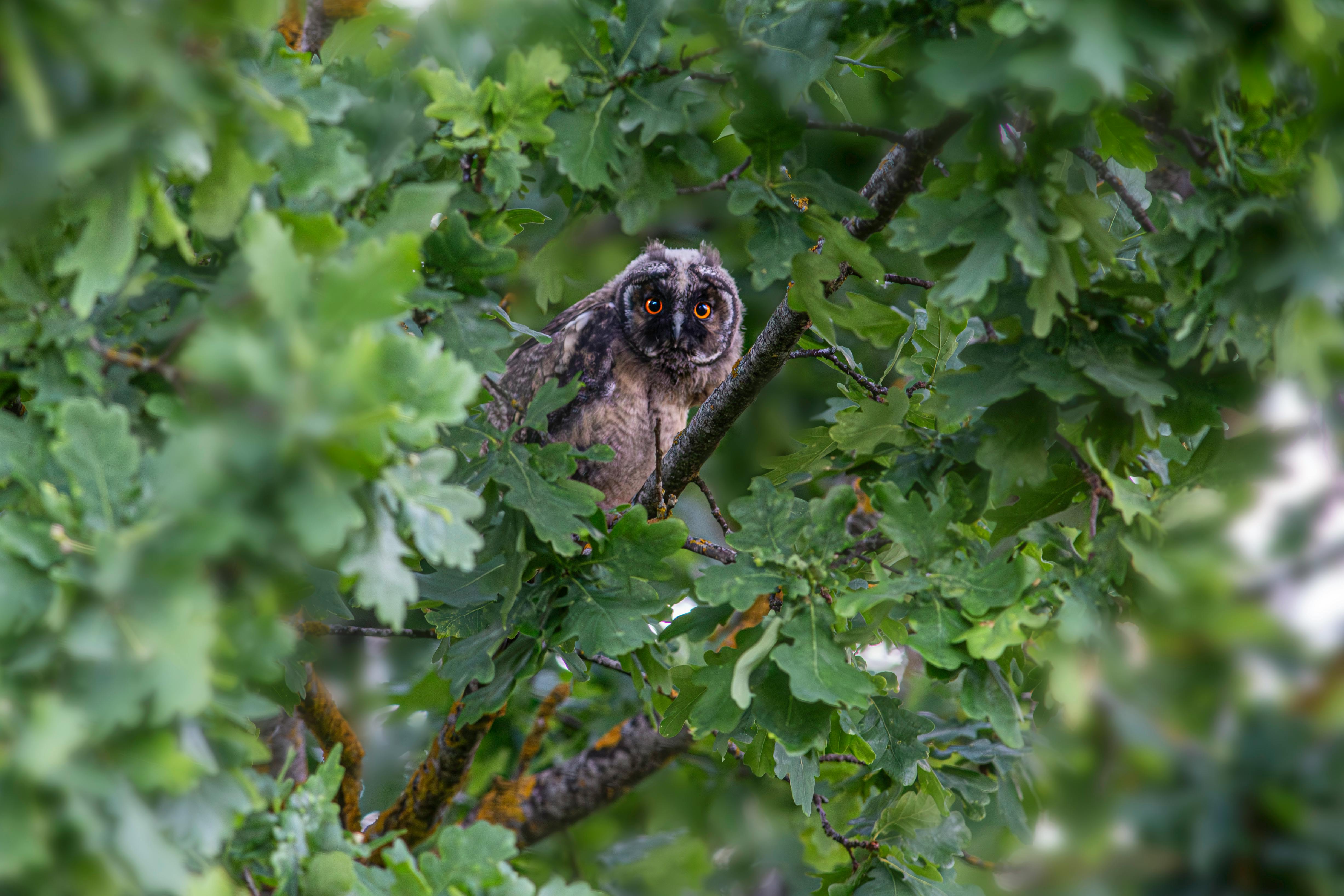 Brown Owl on Tree Branch · Free Stock Photo