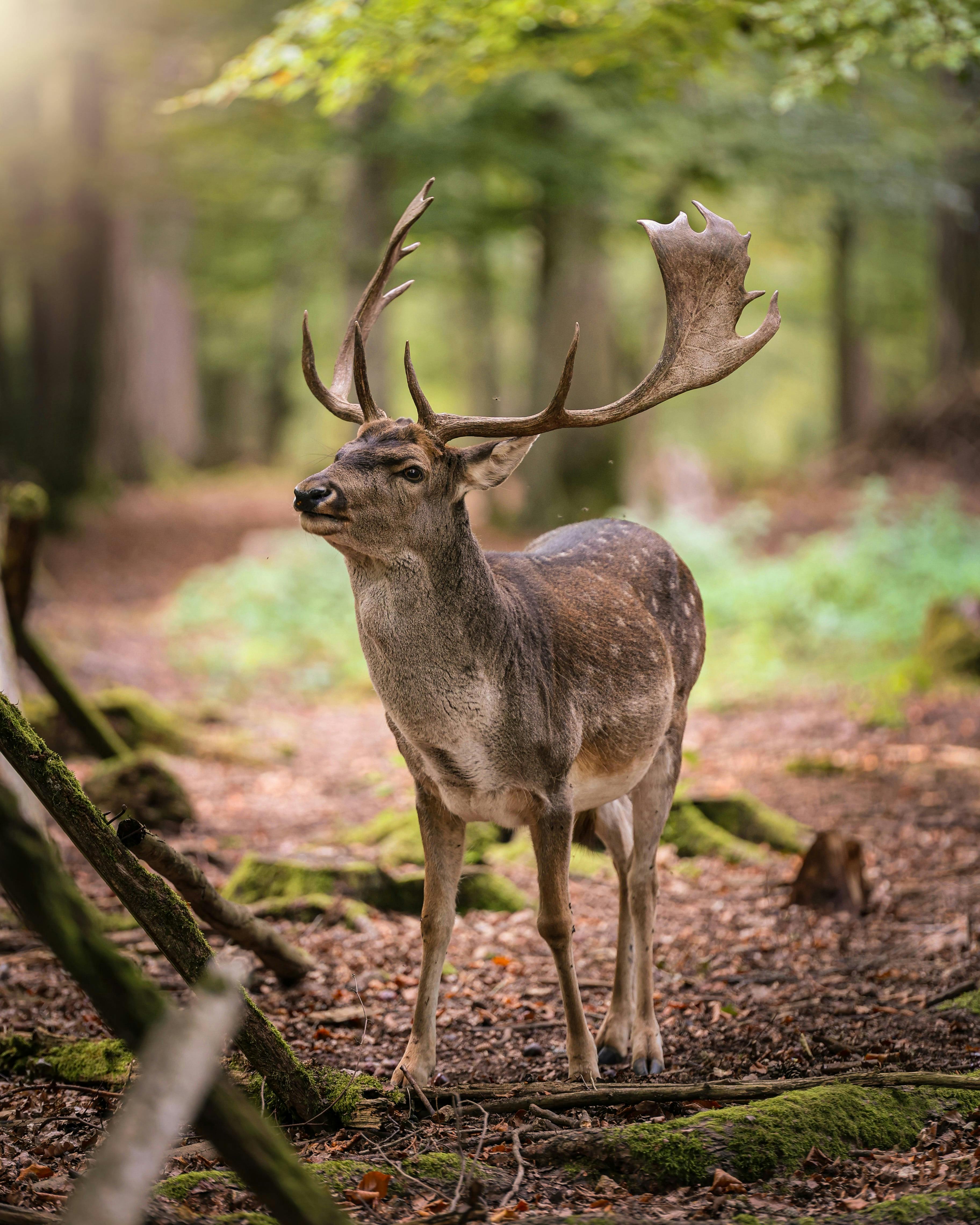 European Fallow Deer in Forest · Free Stock Photo