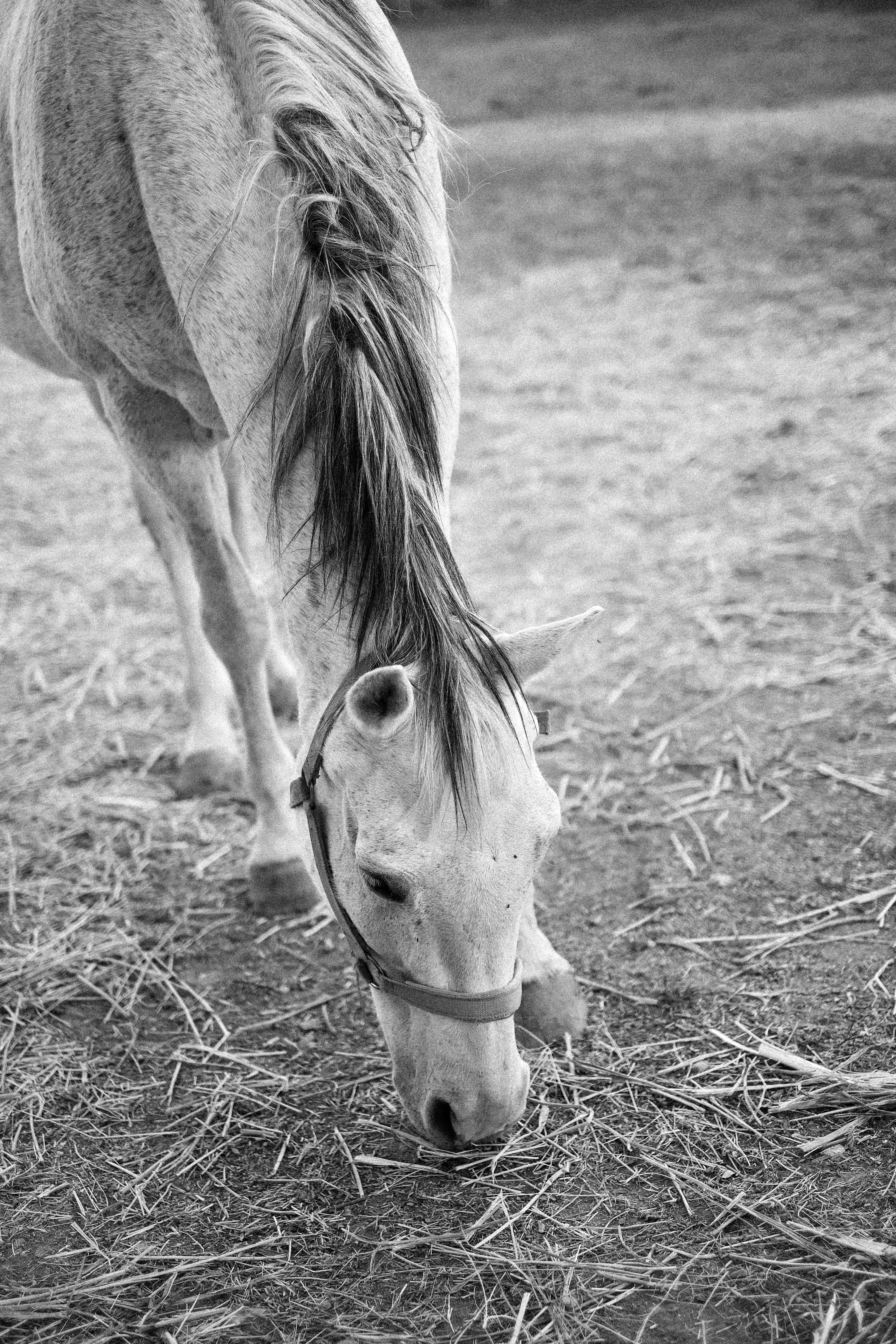 Foto de stock gratuita sobre afuera, agricultura, al aire libre ...