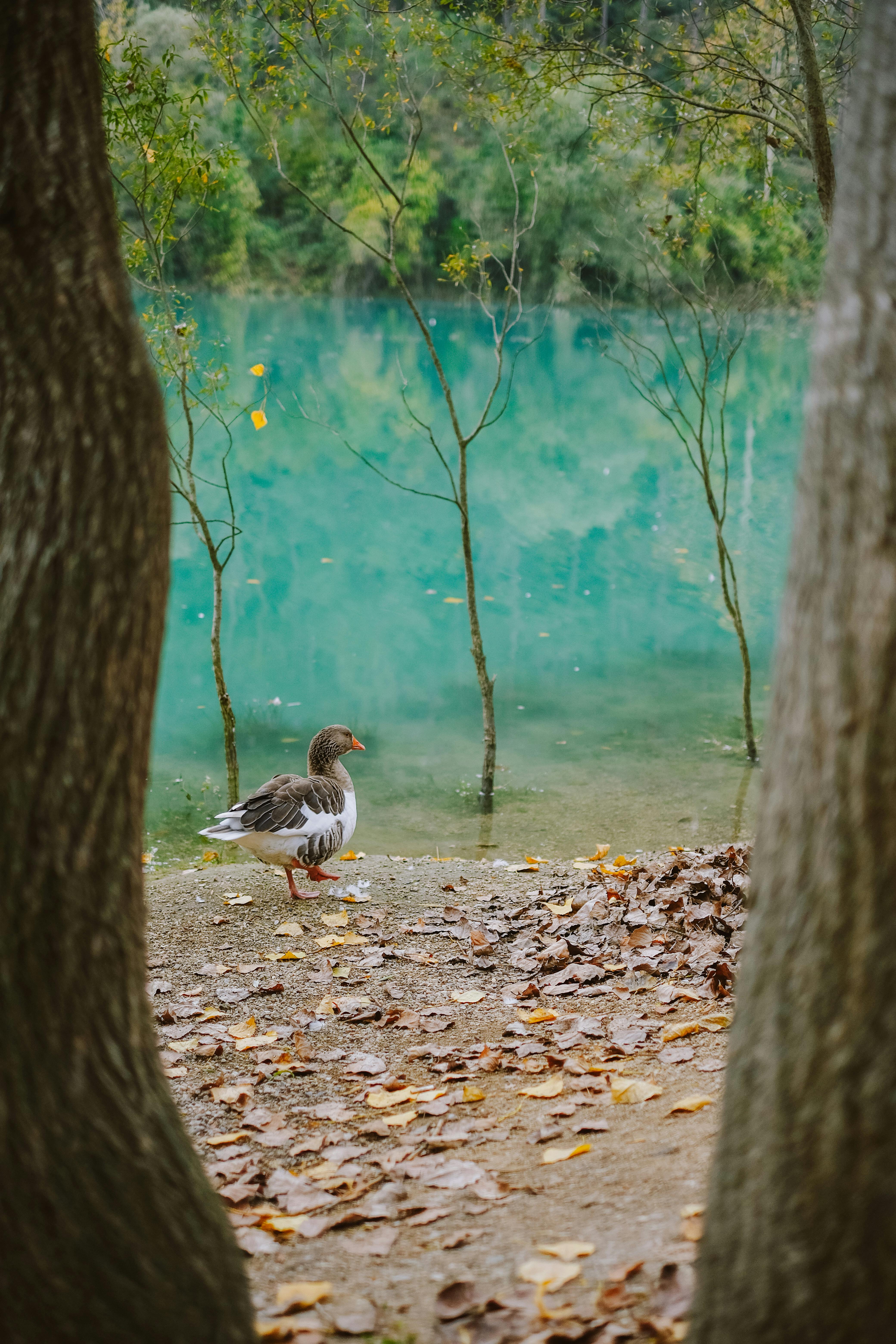 Goose by the Lake · Free Stock Photo