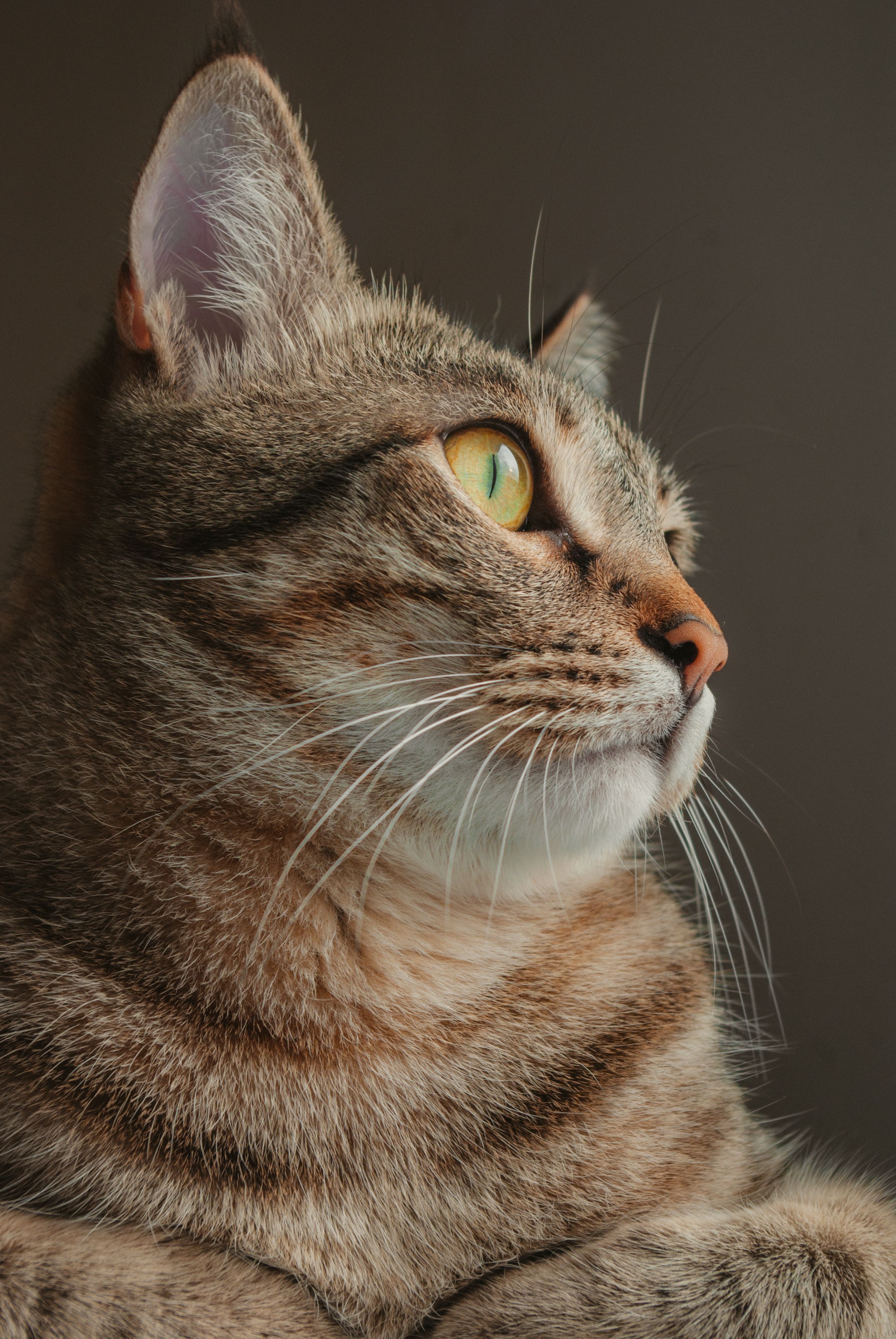 White Cat Looking Out Window · Free Stock Photo