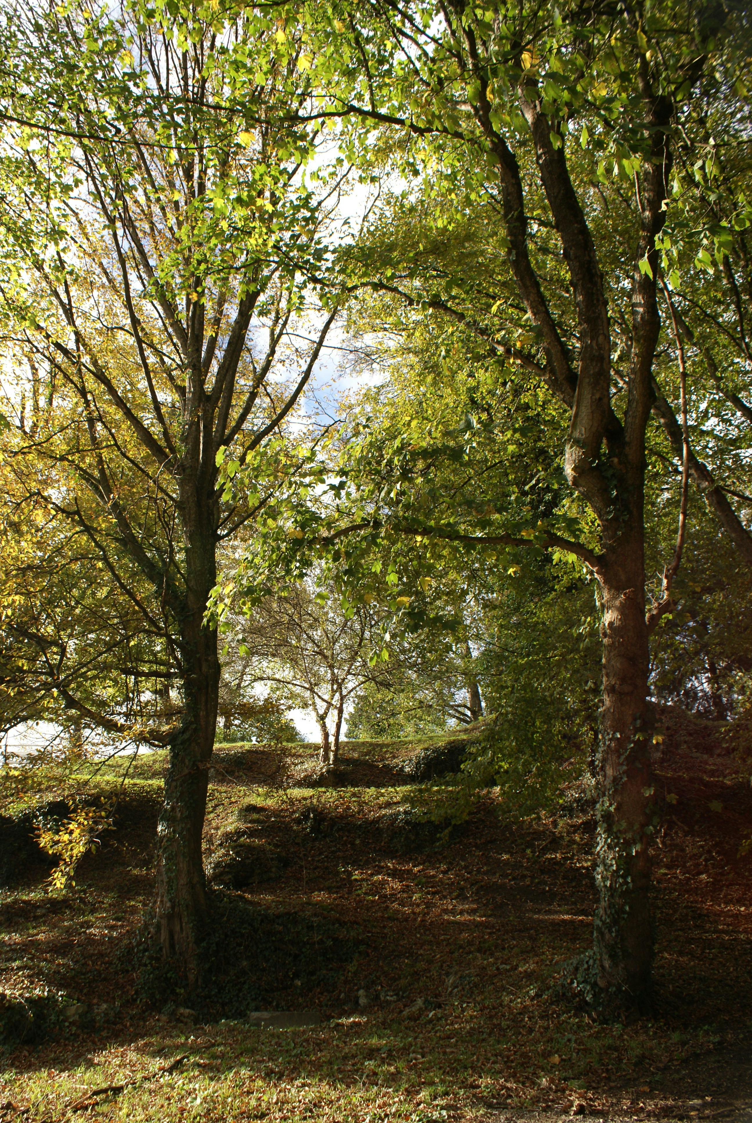 Landscape Photo of Pathway Between Green Leaf Trees · Free Stock Photo