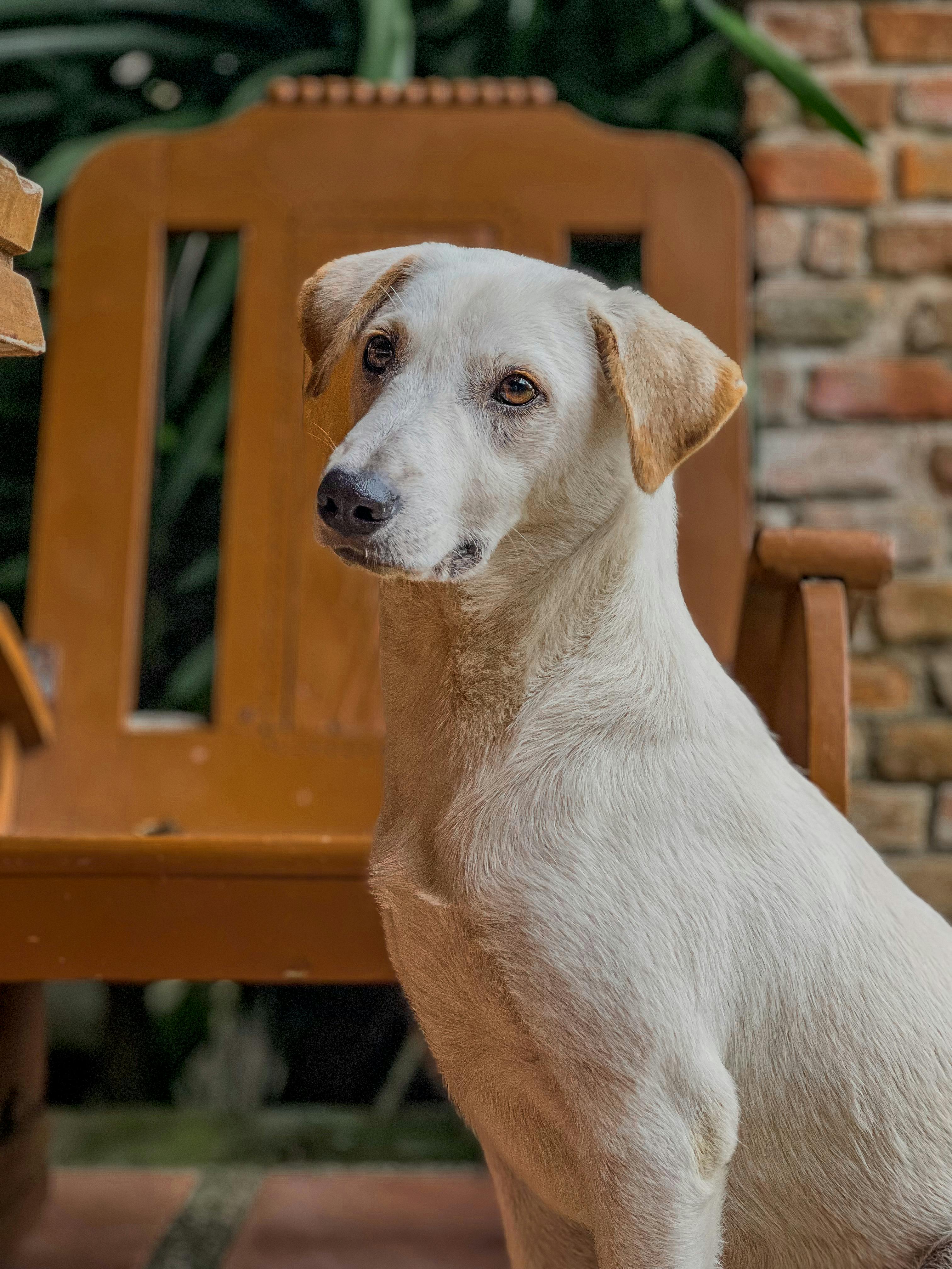 Cretan Hound Sitting on Patio · Free Stock Photo