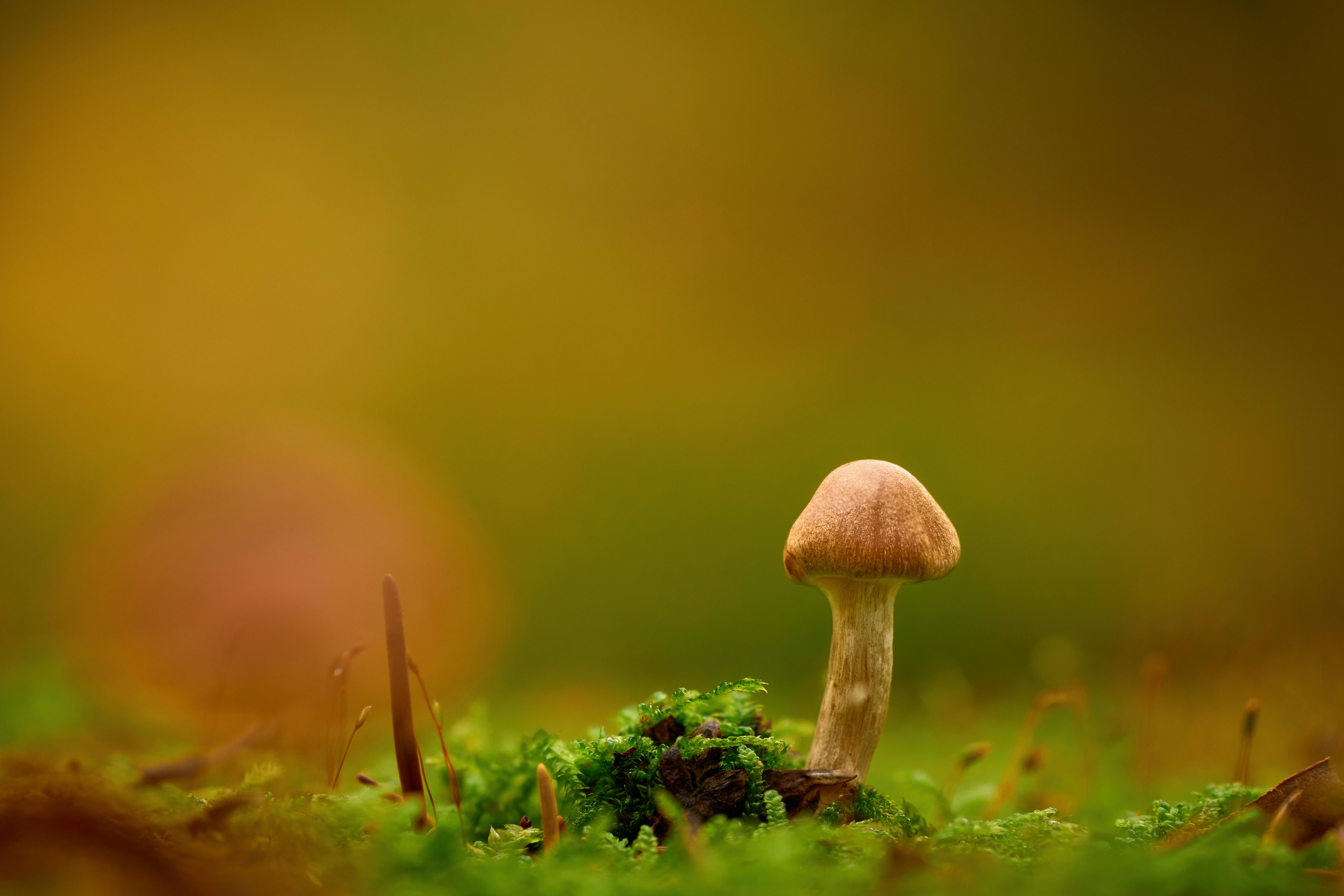 Psychedelic Mushroom Wallpaper 1920x1080
