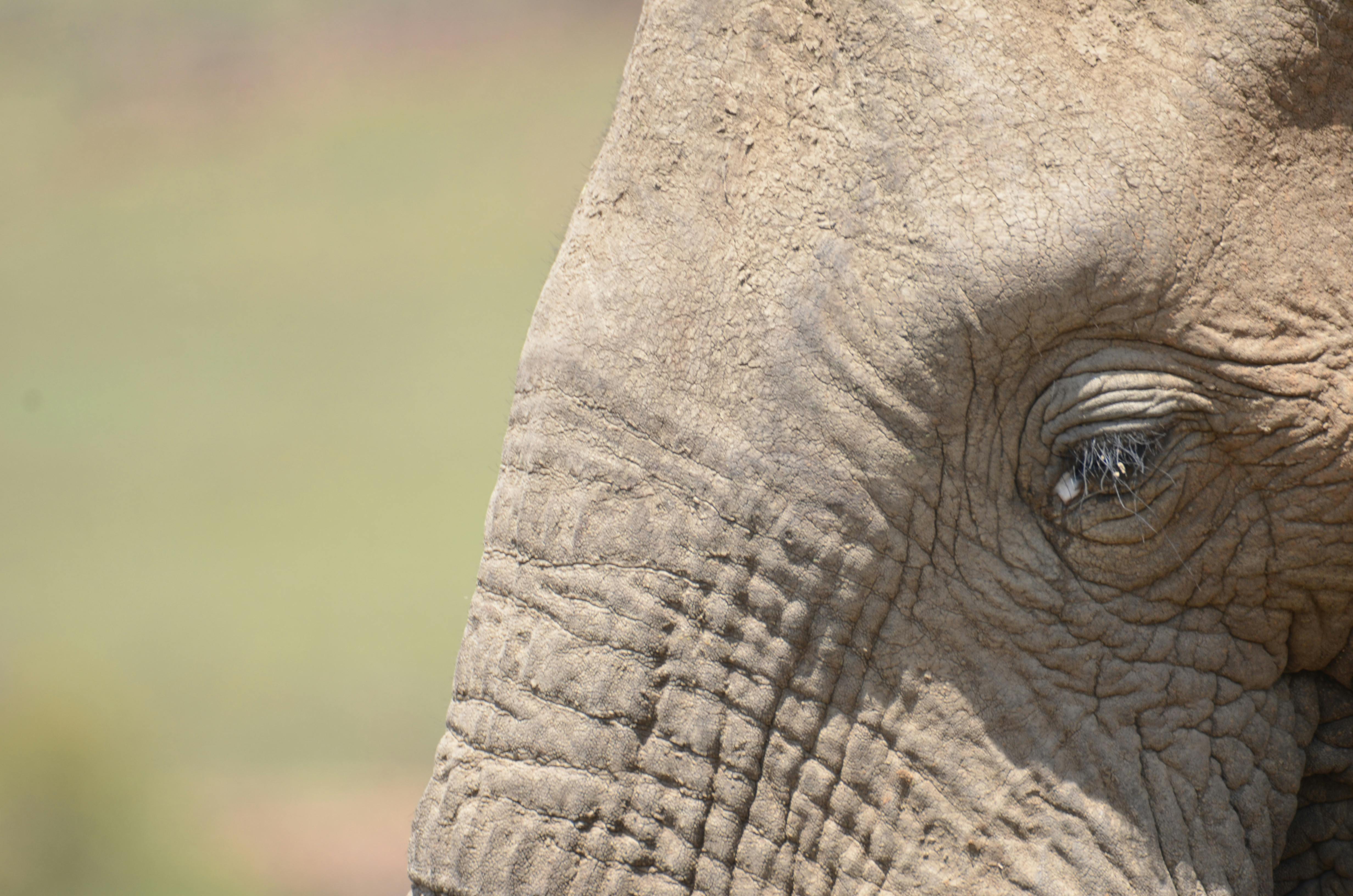 Scratch Head Photos, Download The BEST Free Scratch Head Stock Photos ...