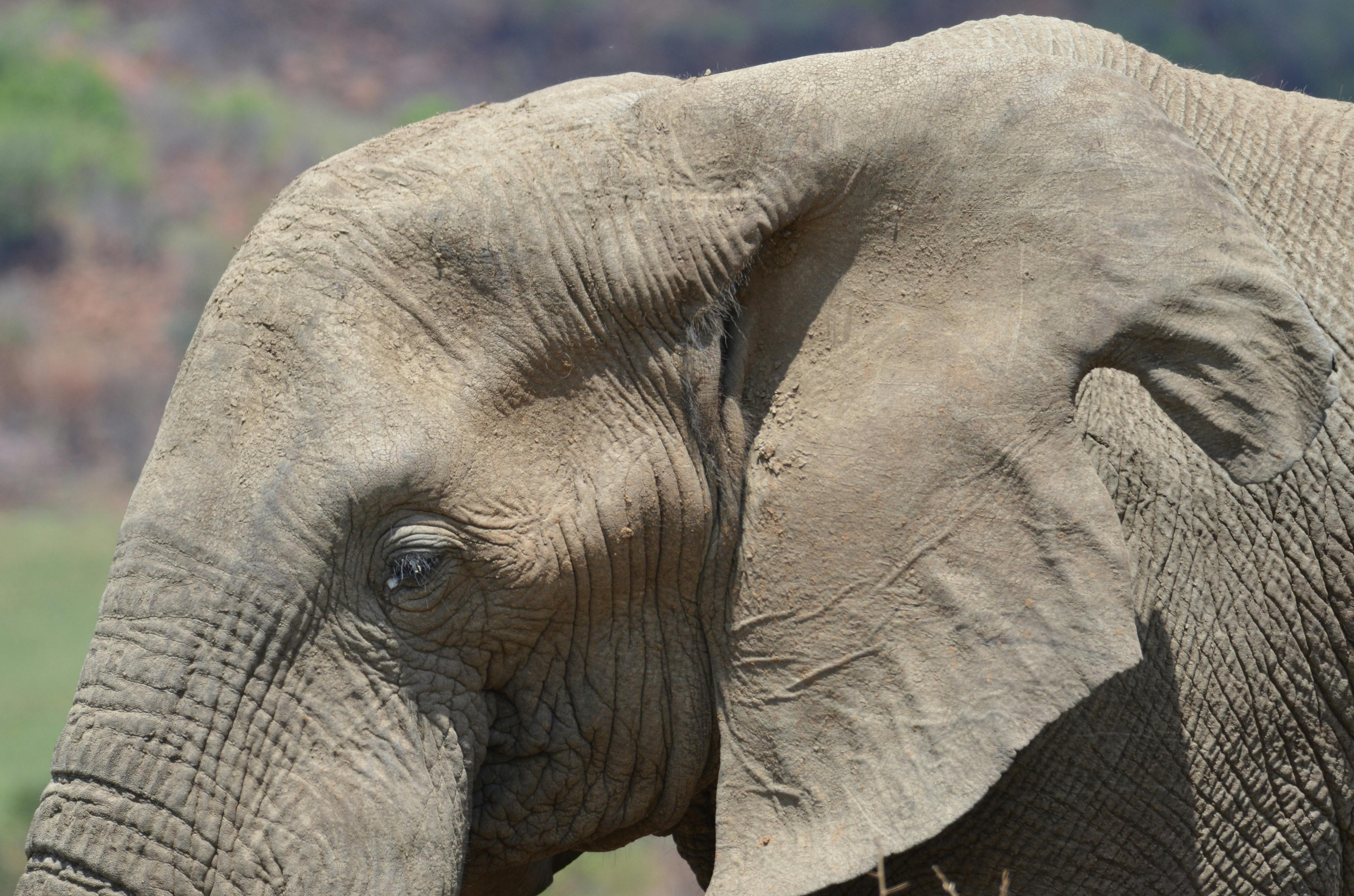 Closeup of African Elephant Head · Free Stock Photo
