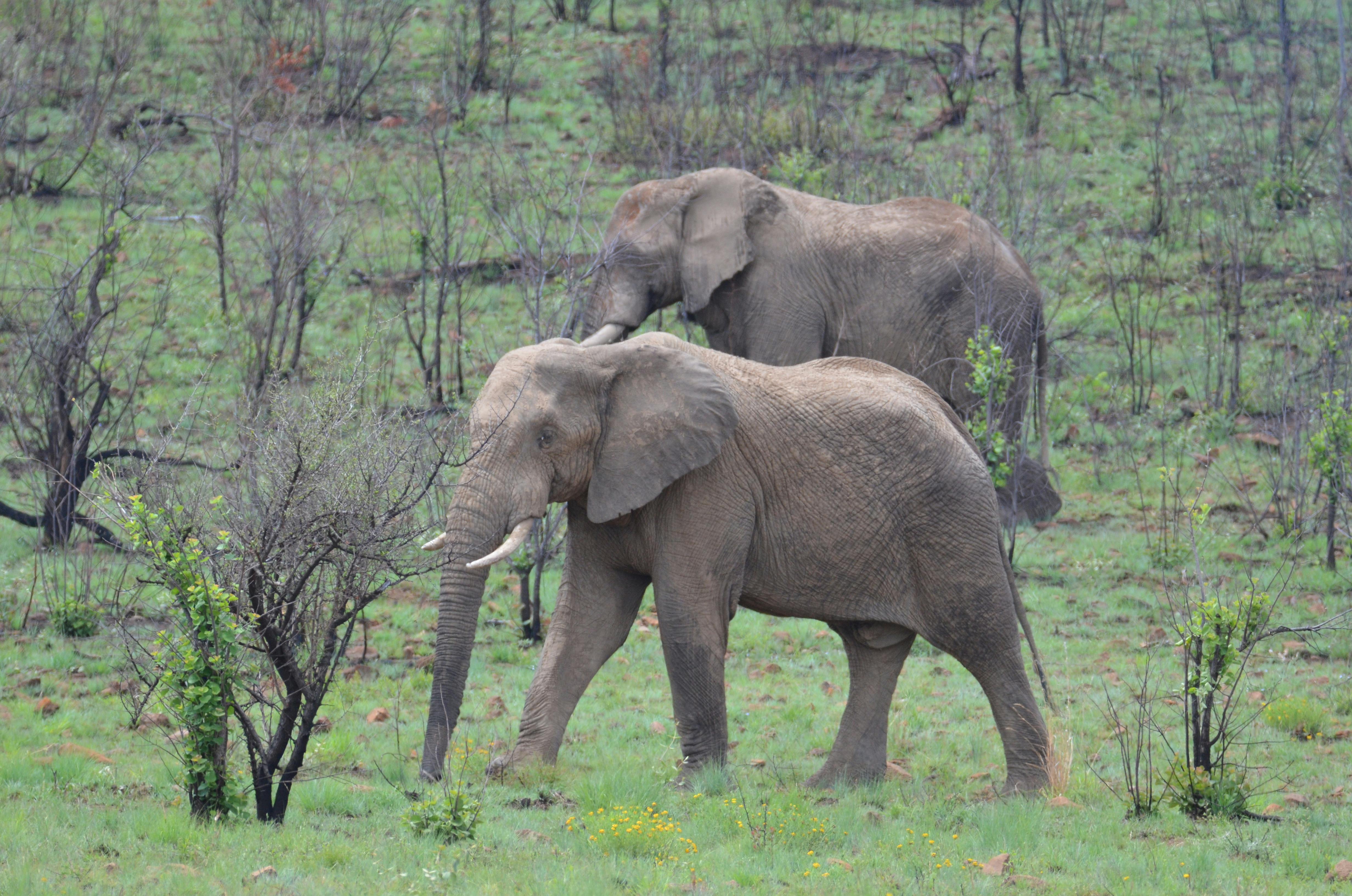 Elephant Near Plants and Trees · Free Stock Photo