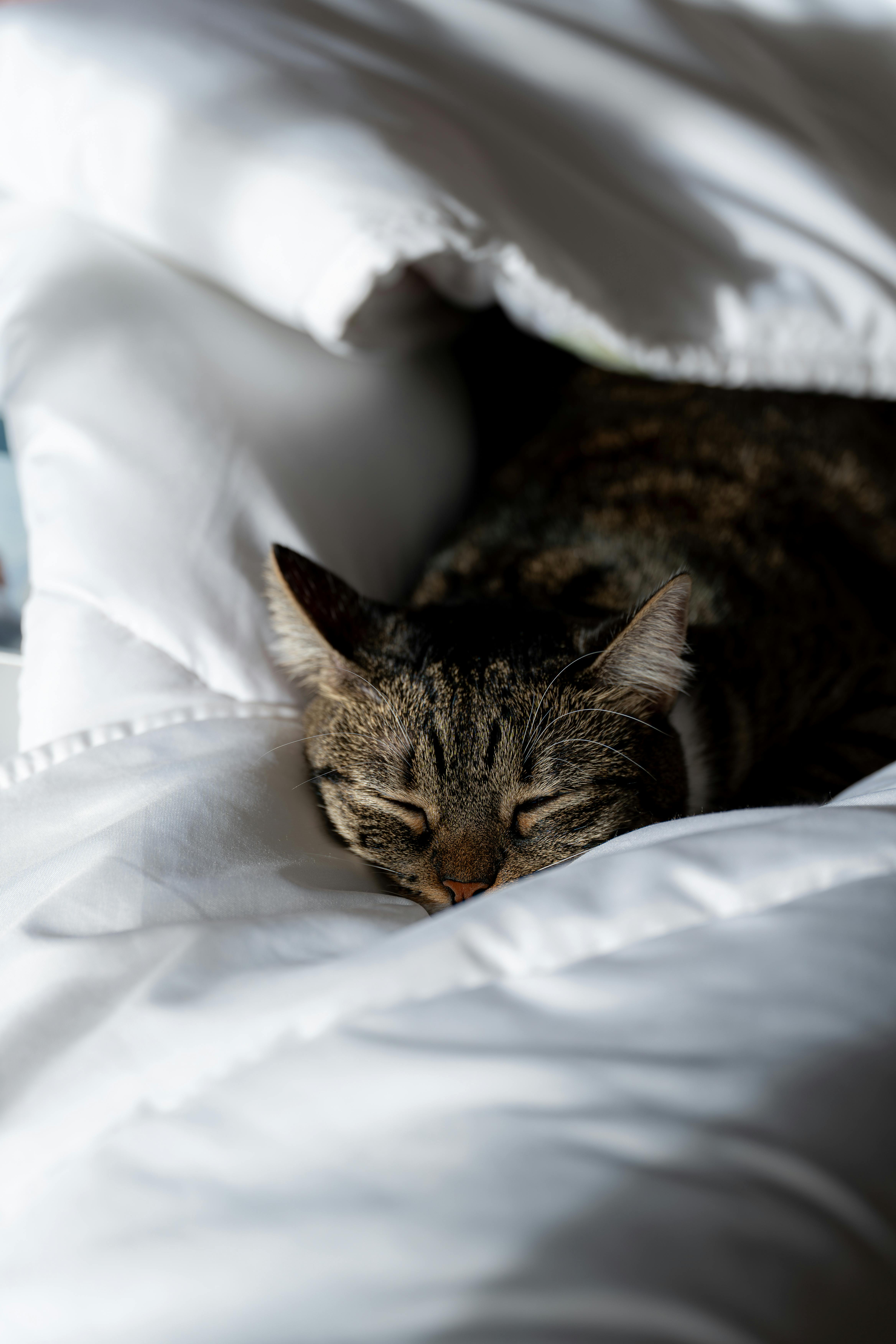Tabby Cat Sleeping on the Duvet · Free Stock Photo