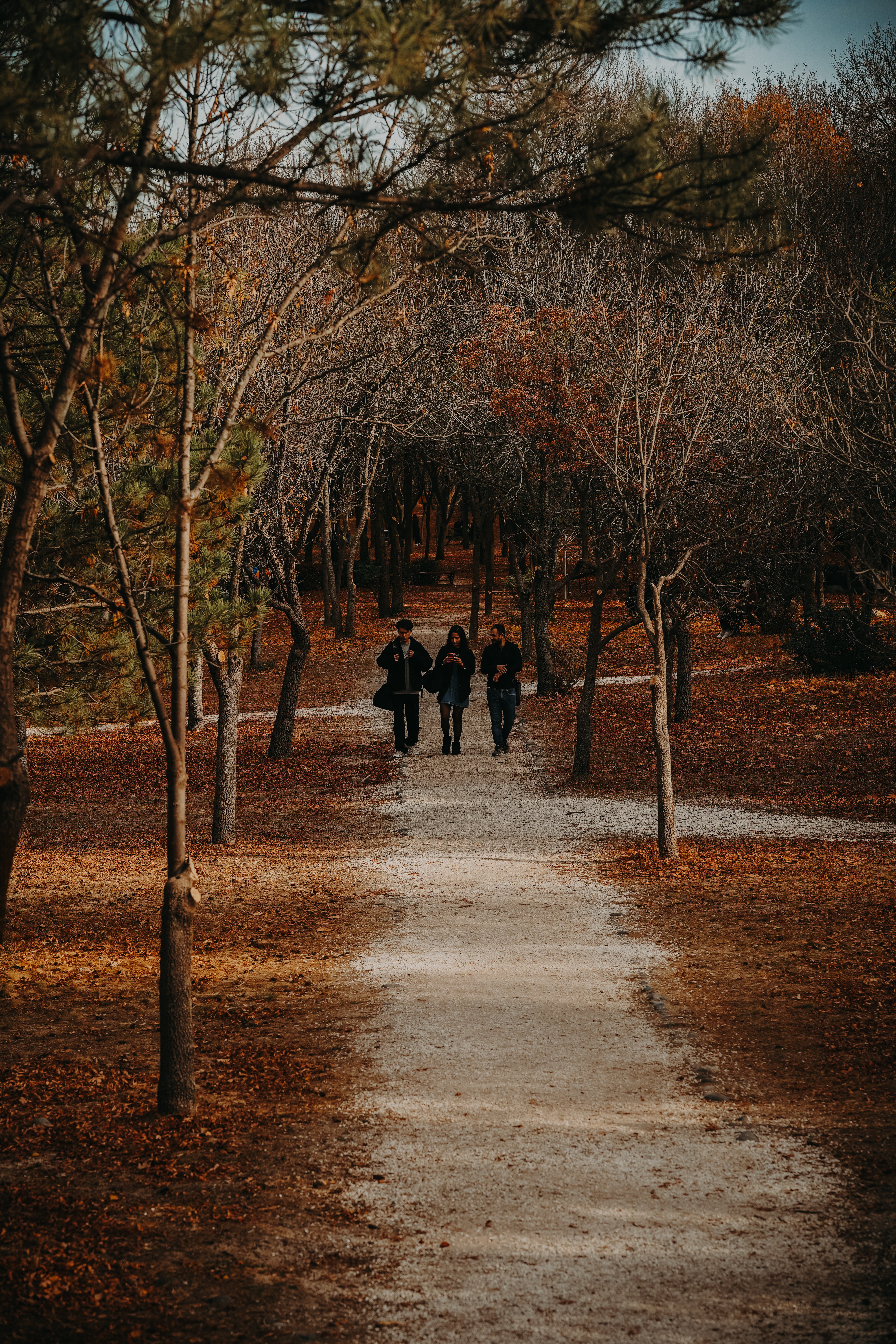 People walking down a path in the woods · Free Stock Photo