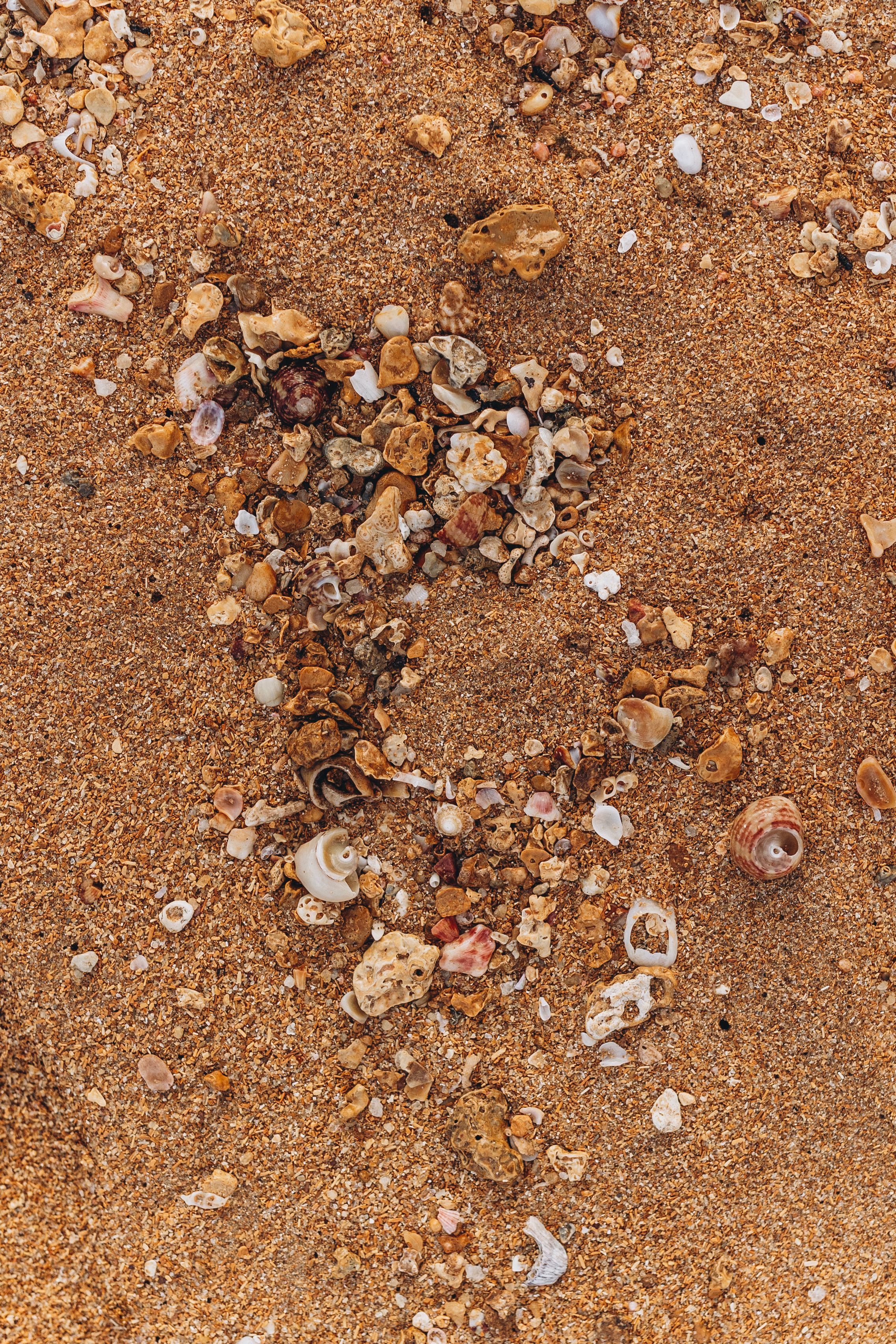 Rocks and Shells in Sand on Beach · Free Stock Photo
