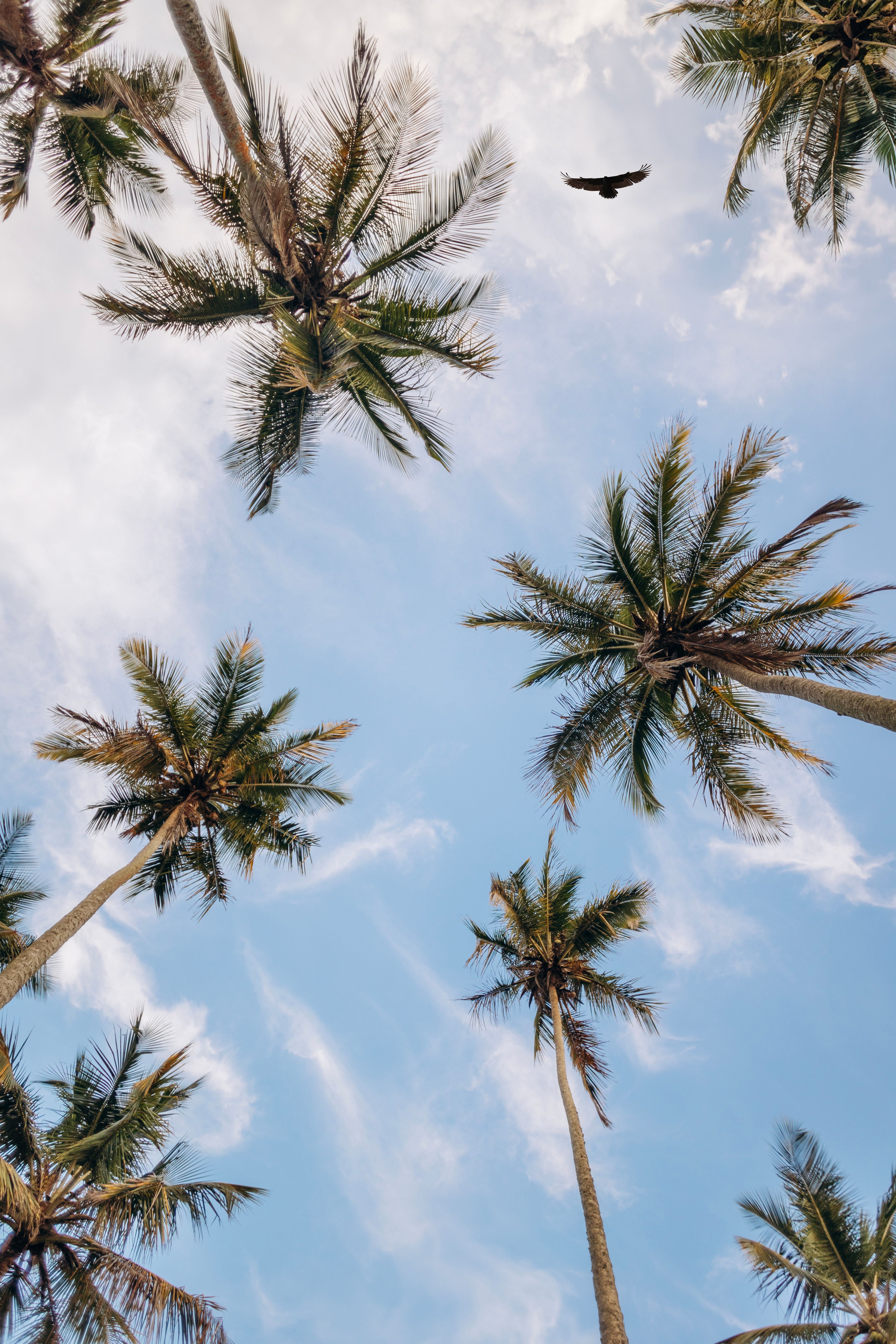 Bird Flying over Treetops of Palm Trees · Free Stock Photo