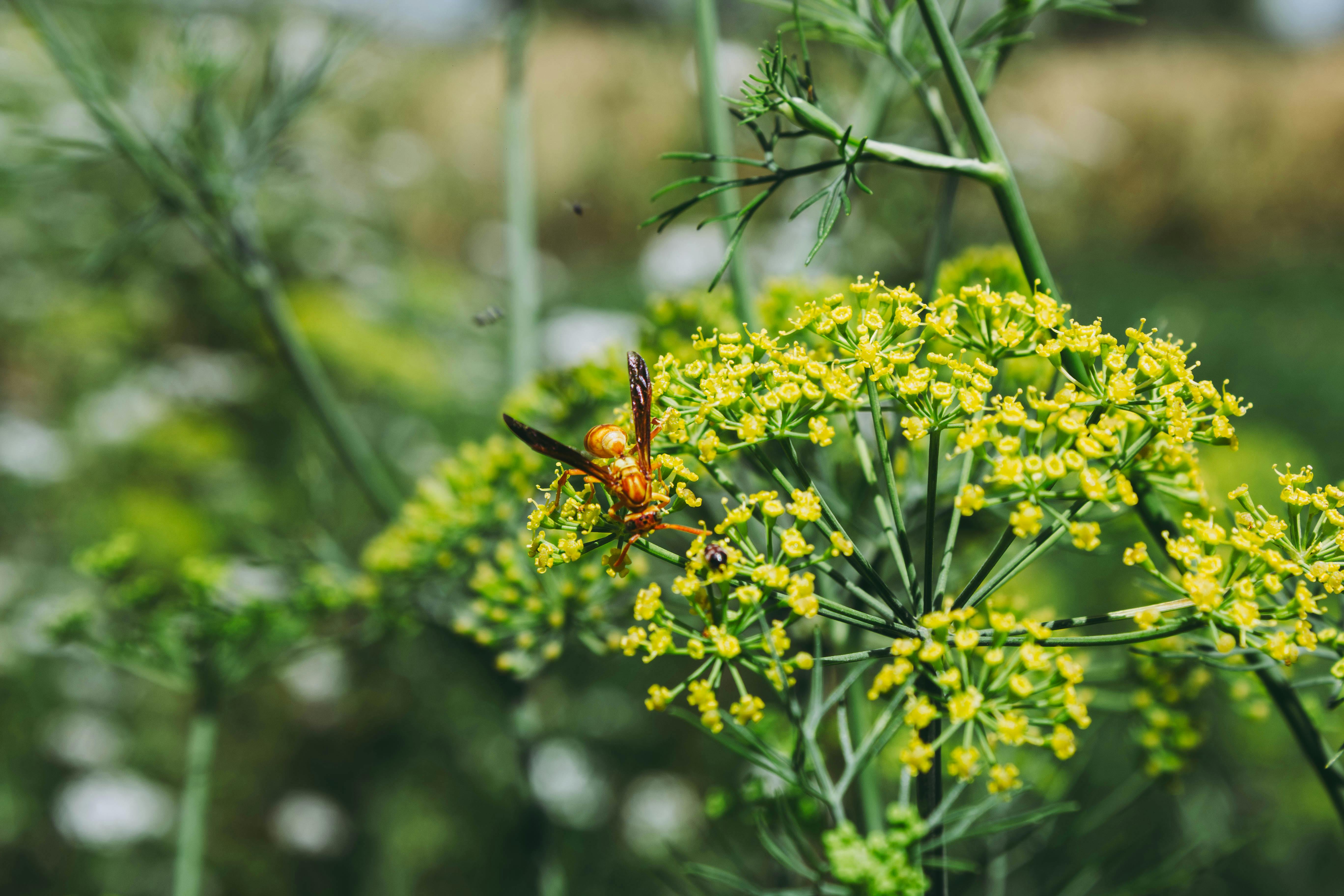 Insect on a Fennel Plant · Free Stock Photo