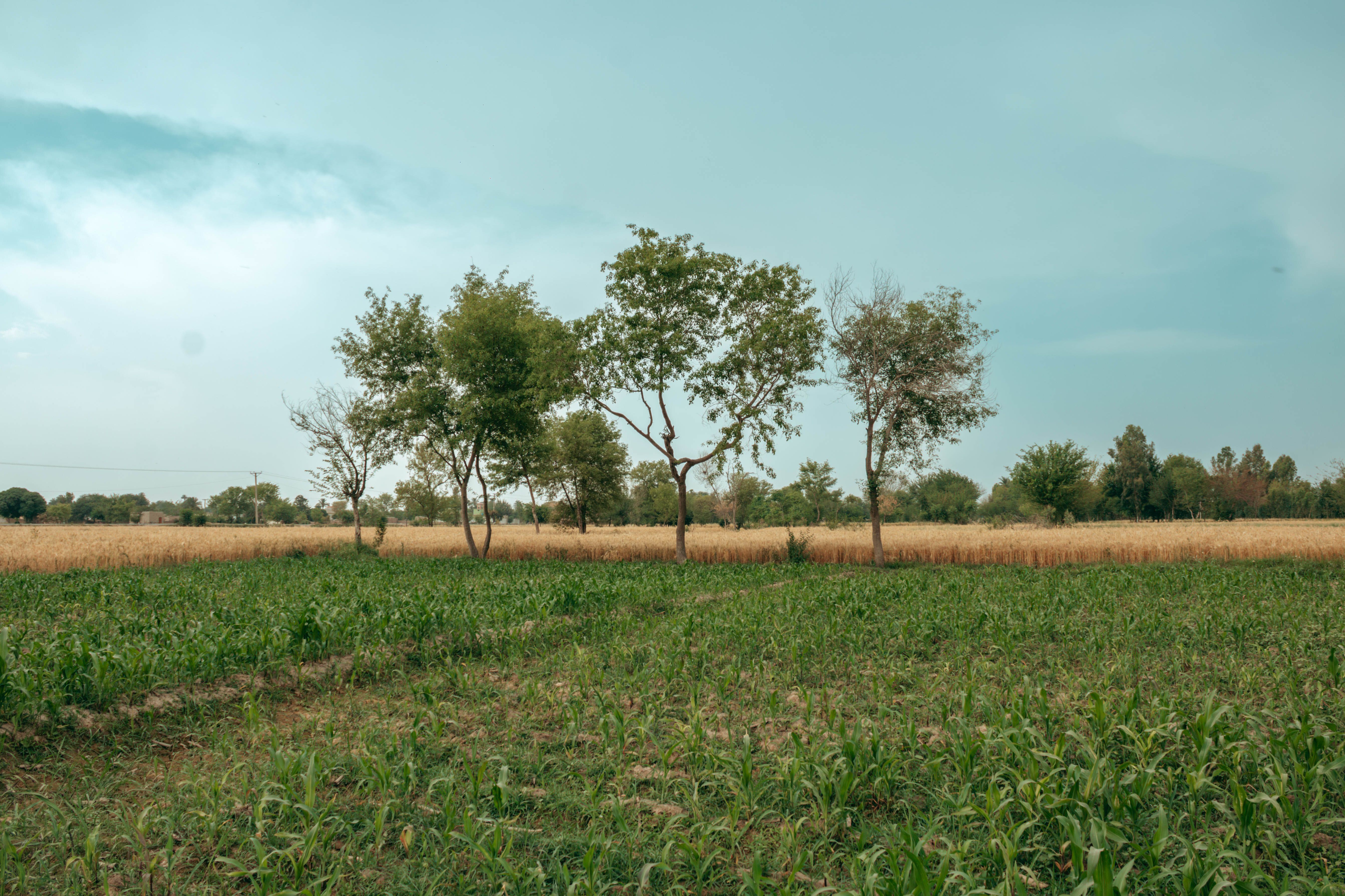 Trees in a Field · Free Stock Photo
