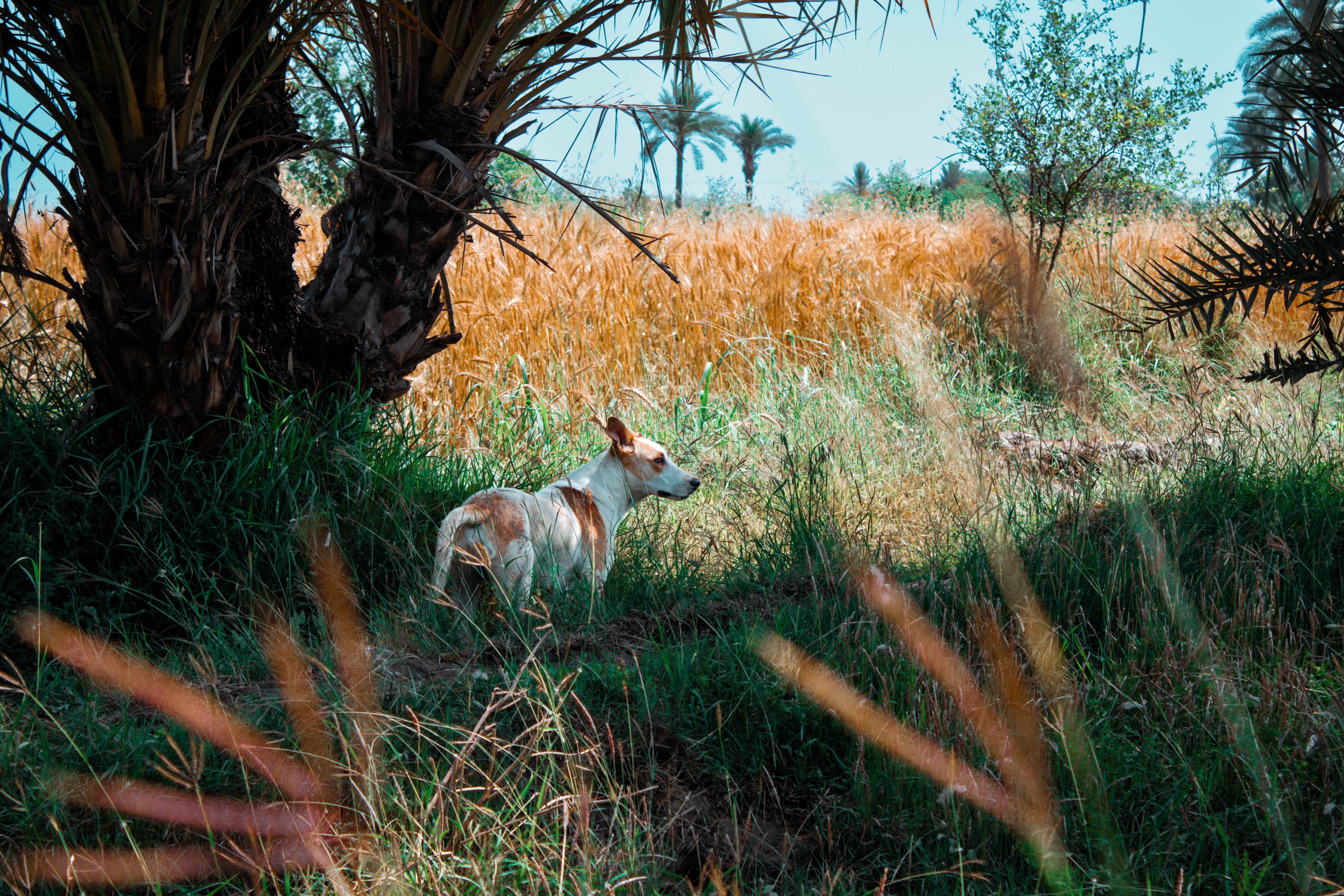 A Dog on a Grass Field · Free Stock Photo