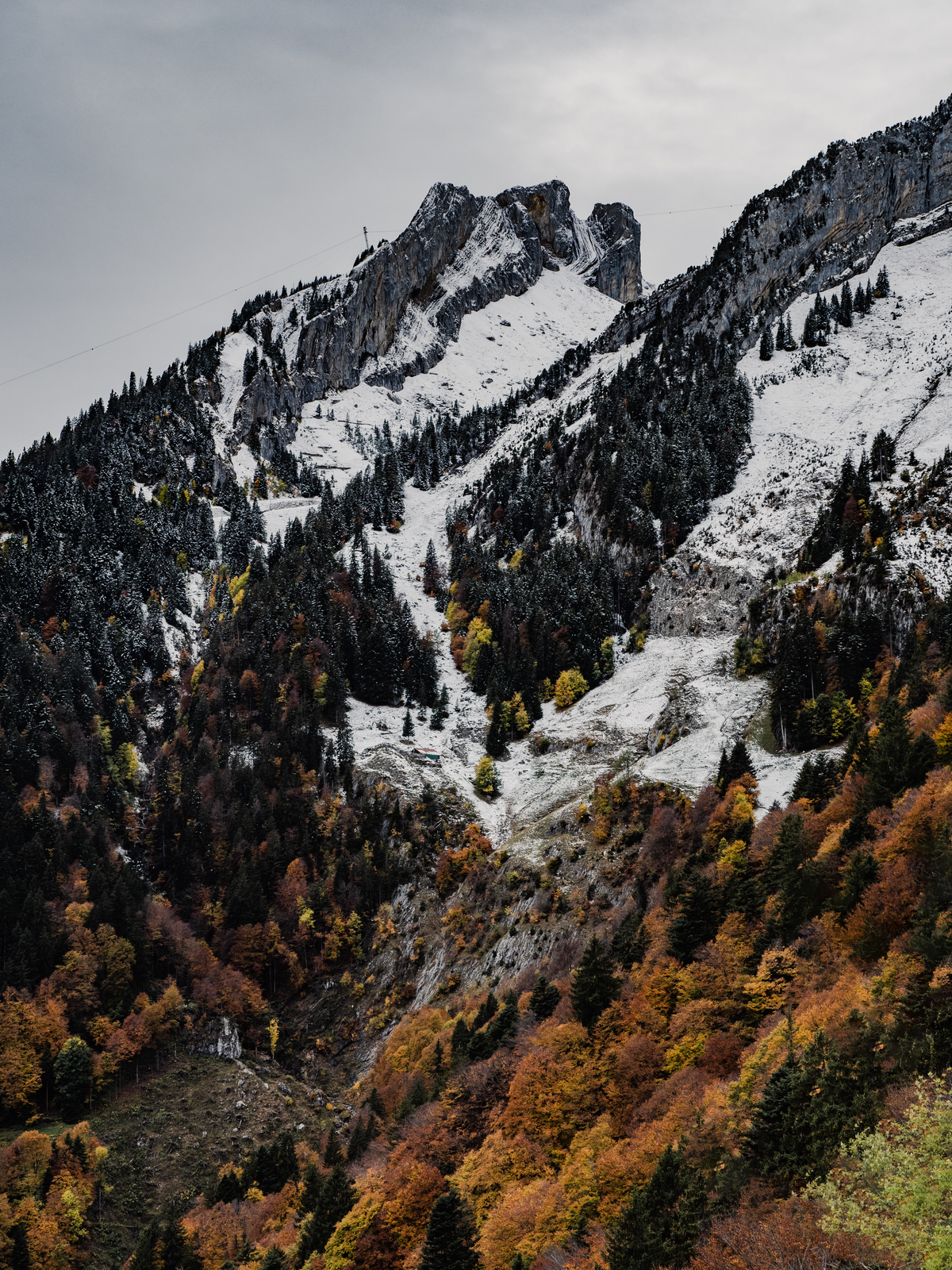 Snow Laden Trees Photos, Download The BEST Free Snow Laden Trees Stock ...