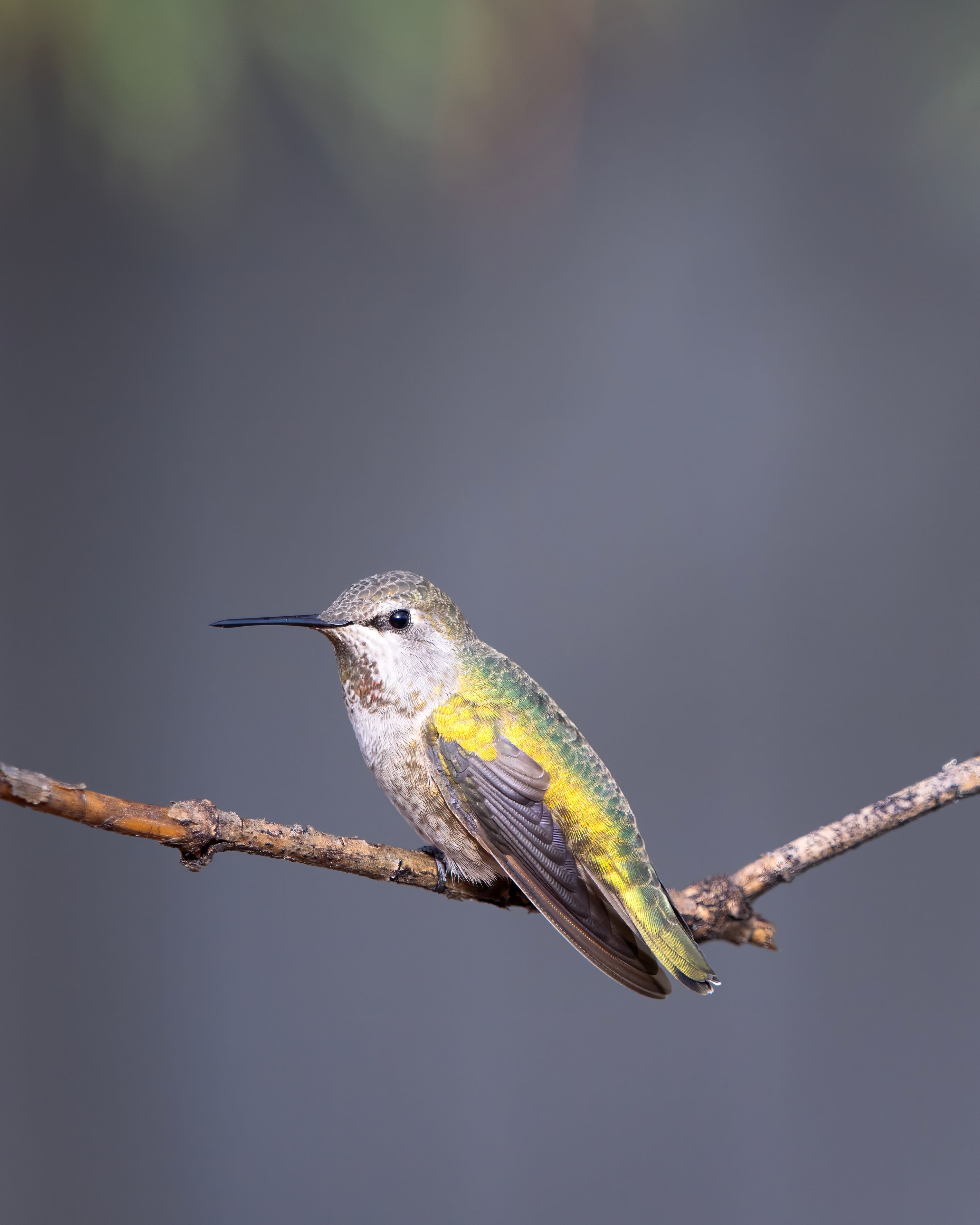 A Hummingbird Sitting on a Tree Branch · Free Stock Photo