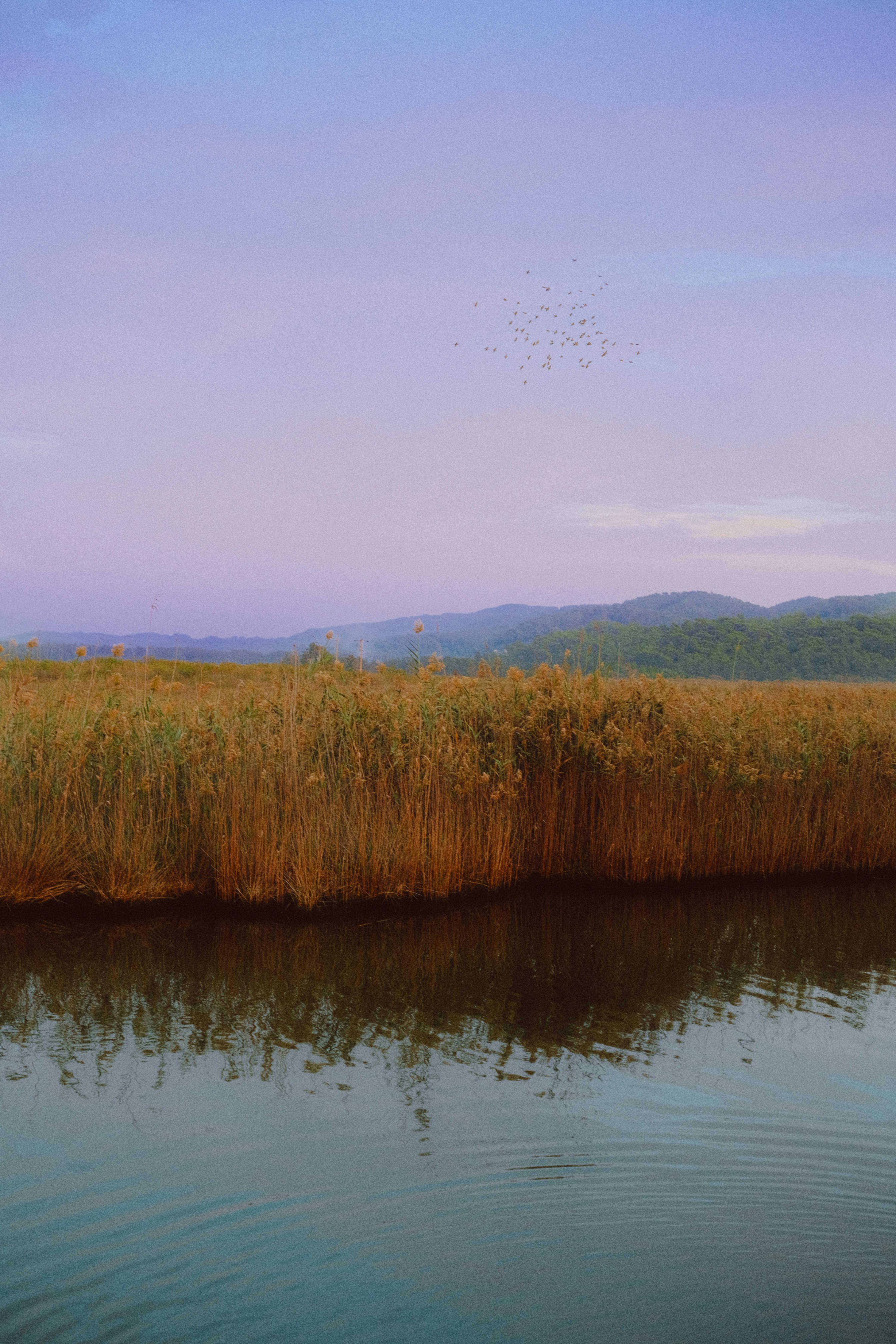 Lake and Rushes behind · Free Stock Photo