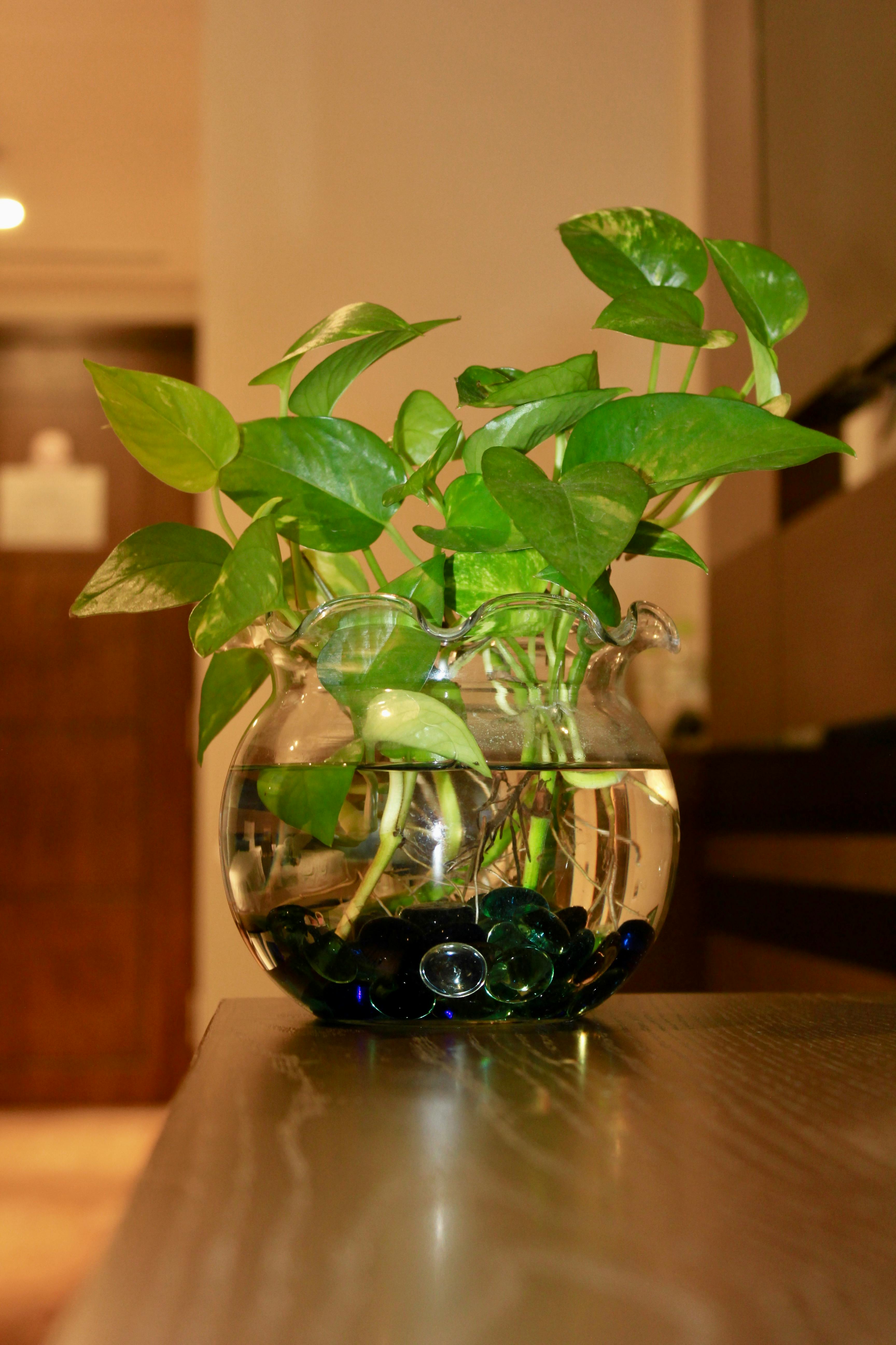 Pothos Photos, Download The BEST Free Pothos Stock Photos & HD Images