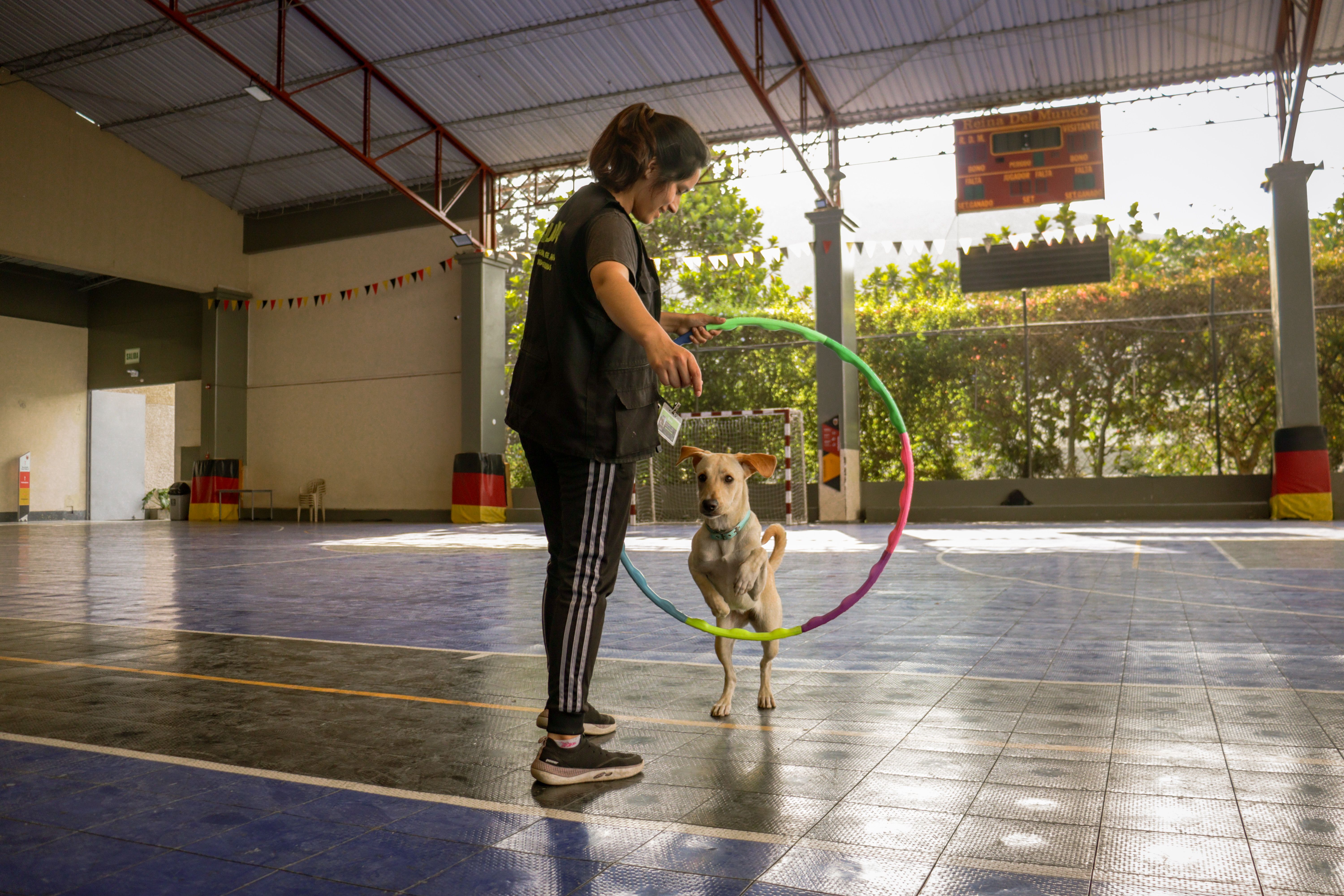 A Girl Training a Dog · Free Stock Photo