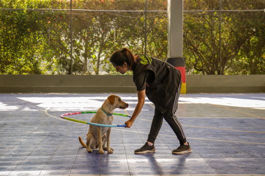 Dog Agility Park Guide: Essential Tips and Info