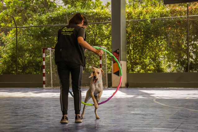 Mastering Dog Obedience Competition Training for Success