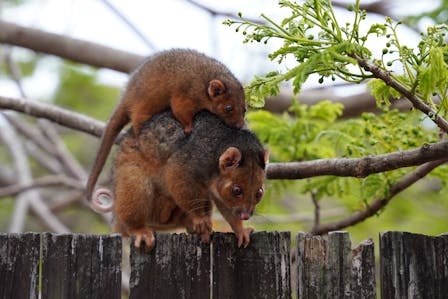 Common Ringtail Possum: Behavior, Life Cycle, and Habits